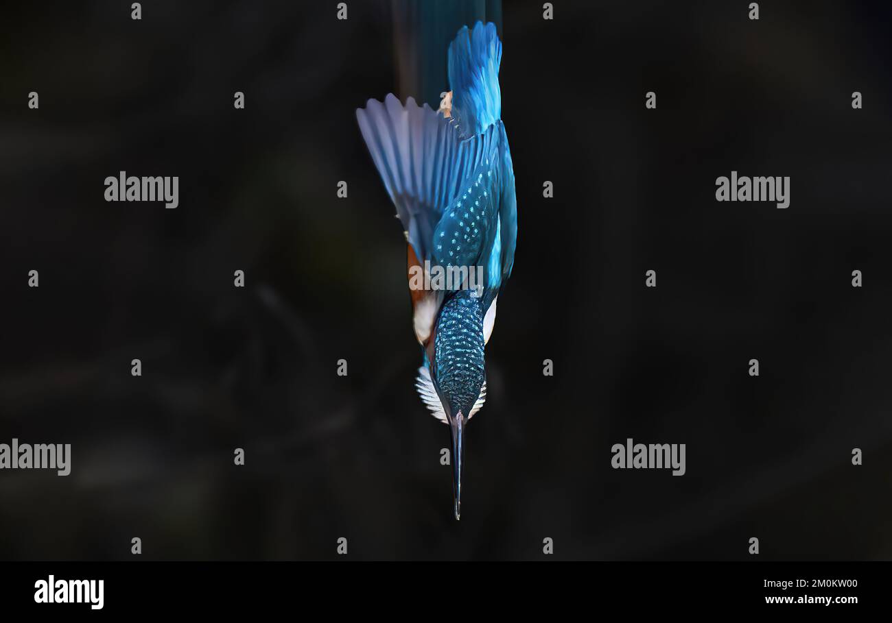 A kingfisher mid-dive. Leeds, UK: THESE INCREDIBLE images show a ...