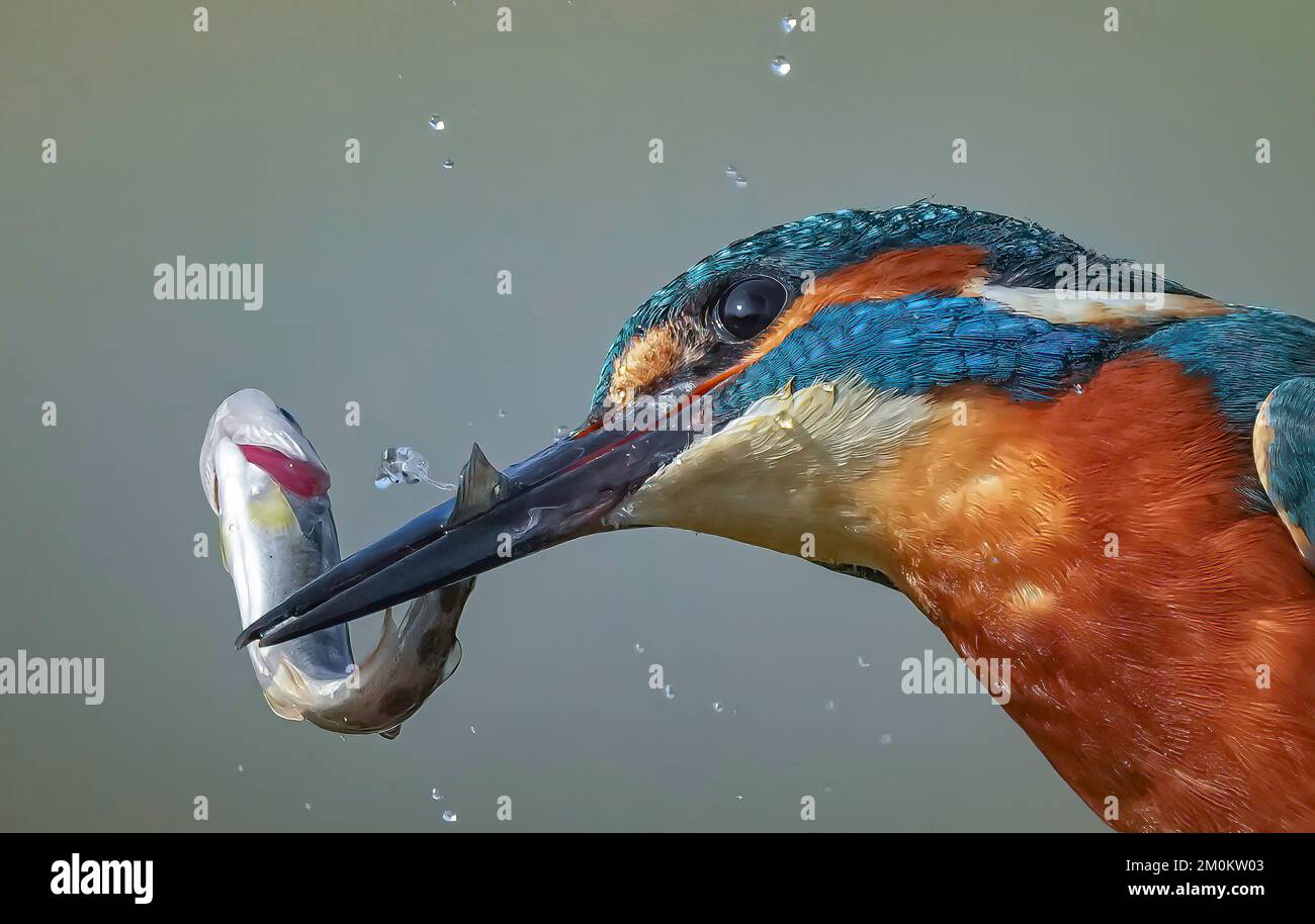 A detailed shot. Leeds, UK: THESE INCREDIBLE images show a kingfisher ...