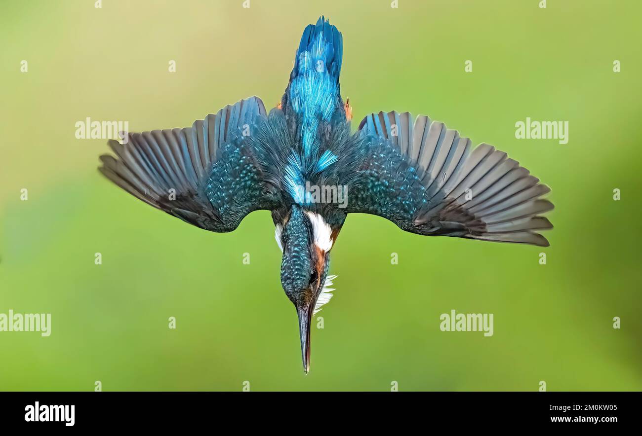 Mid-dive. Leeds, UK: THESE INCREDIBLE images show a kingfisher as it ...