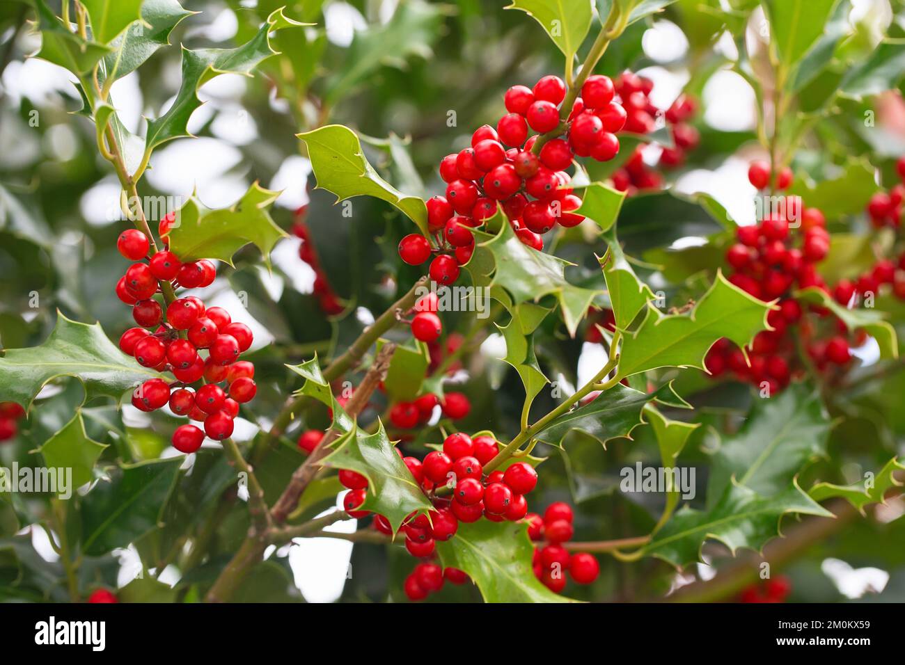 Christmas Holly red berries, Ilex aquifolium plant. Holly green foliage ...