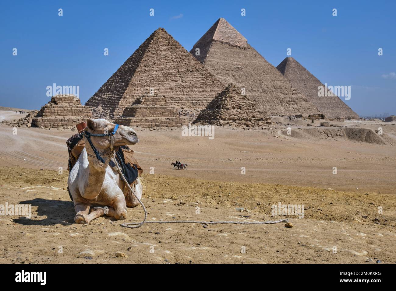 A camel lying against the Giza pyramid complex in Egypt Stock Photo - Alamy