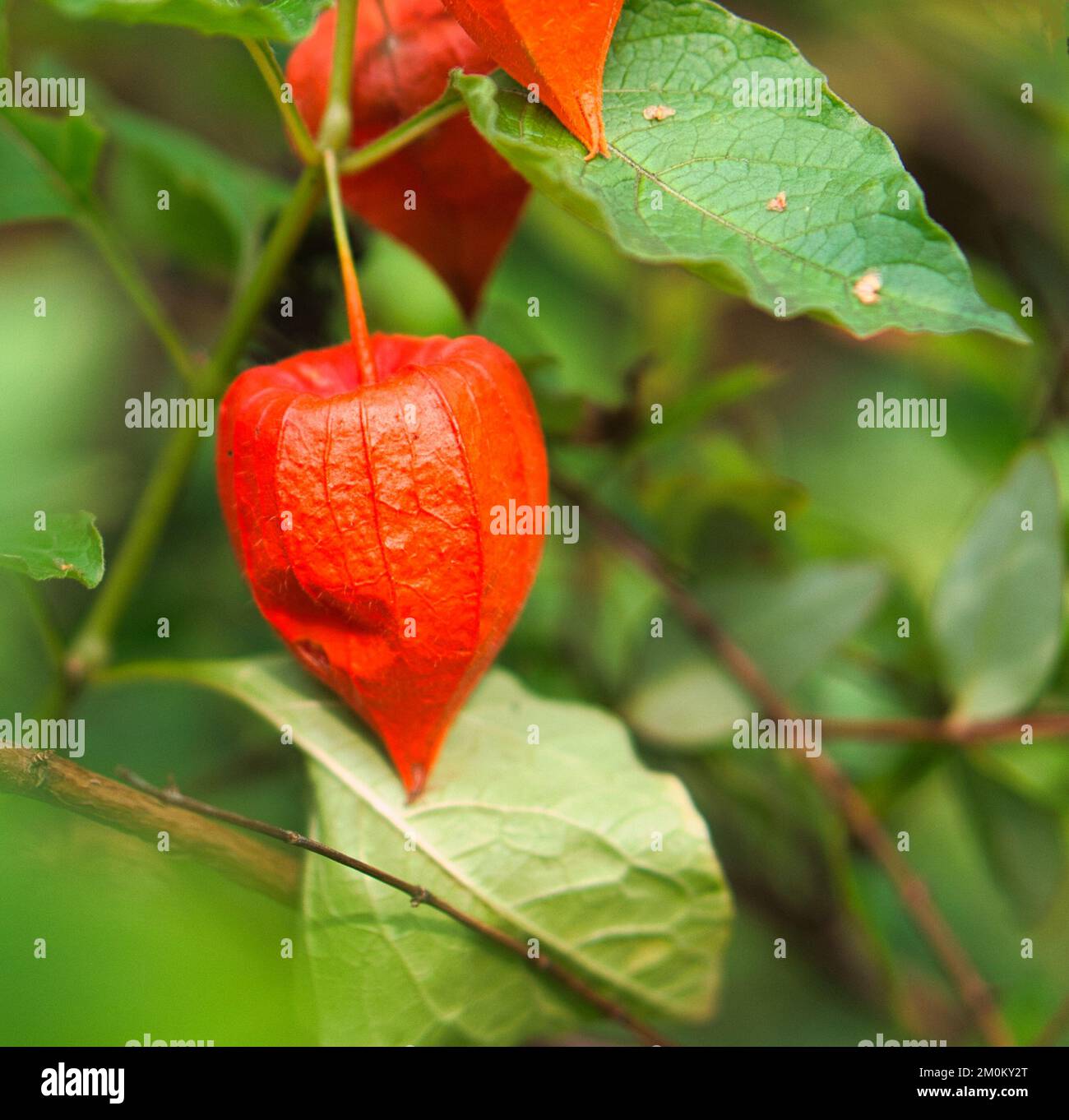 Physalis orange branch leaves hi-res stock photography and images - Alamy