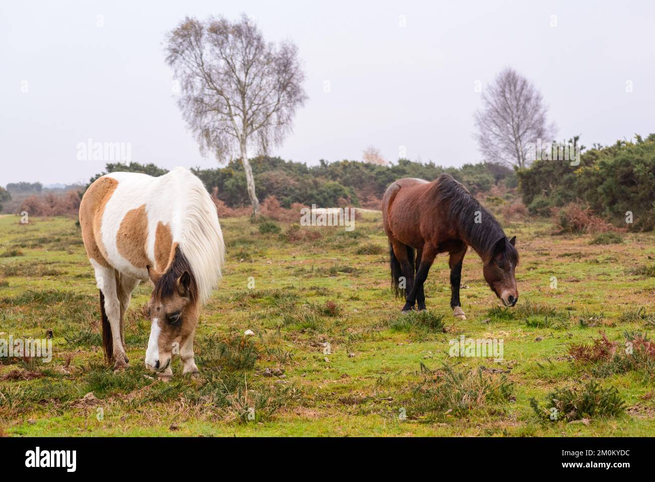 Godshill, New Forest, Hampshire, UK, 7th December 2022, Weather: New ...