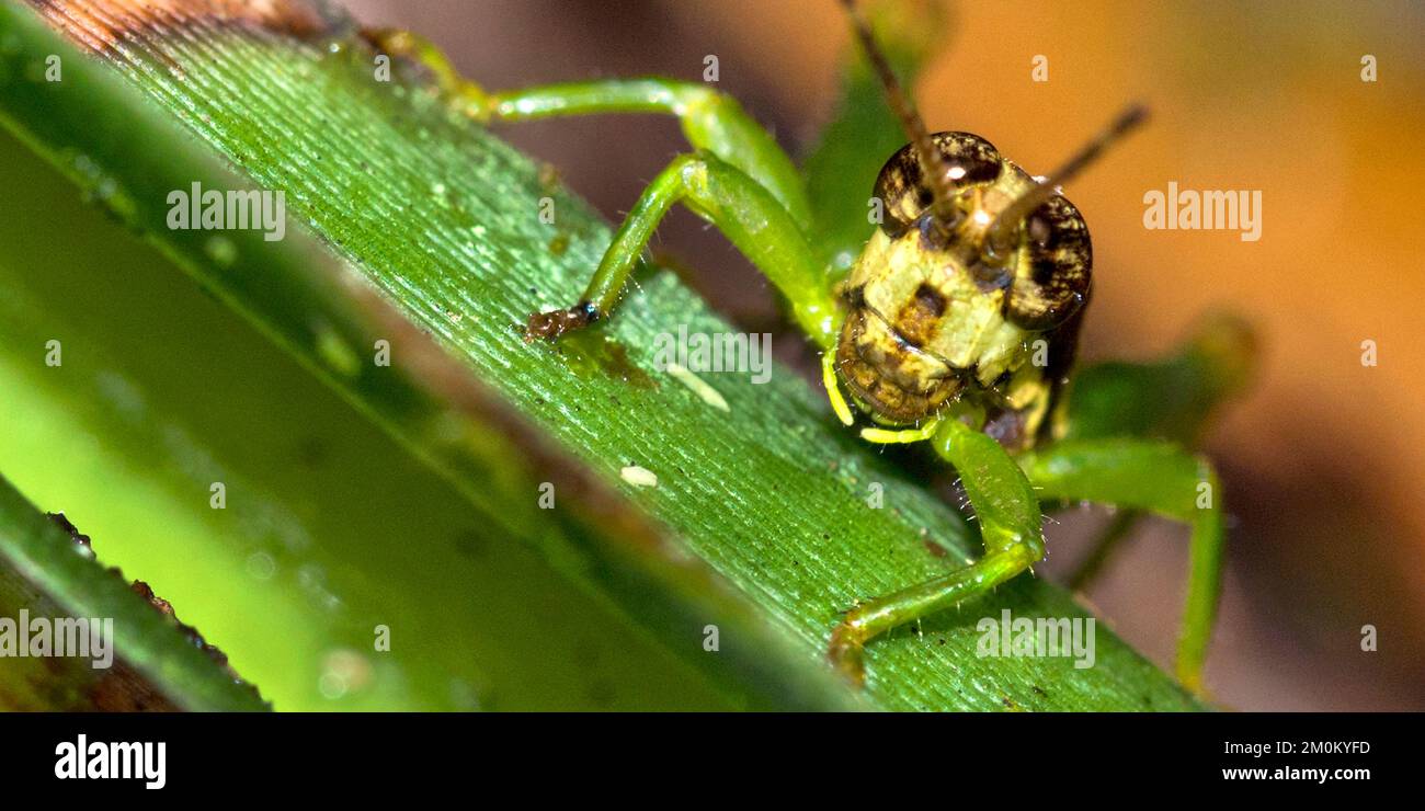Grasshopper, Tropical Rainforest, Costa Rica, Central America, America ...