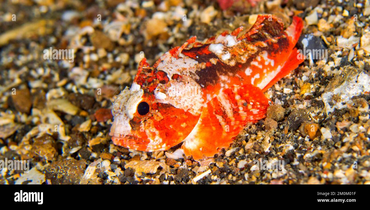 Long spine waspfish hi-res stock photography and images - Alamy