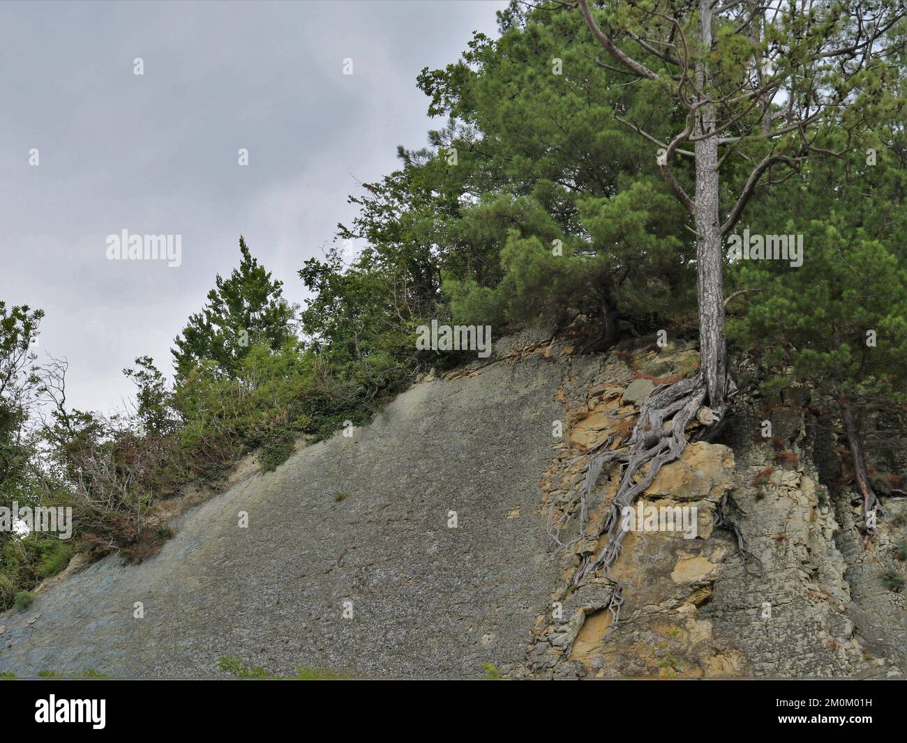 Pine Tree Growing On A Rock Cliff With A Long Curly Root Coming To The