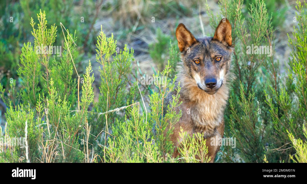Grey wolf habitat europe hi-res stock photography and images - Alamy