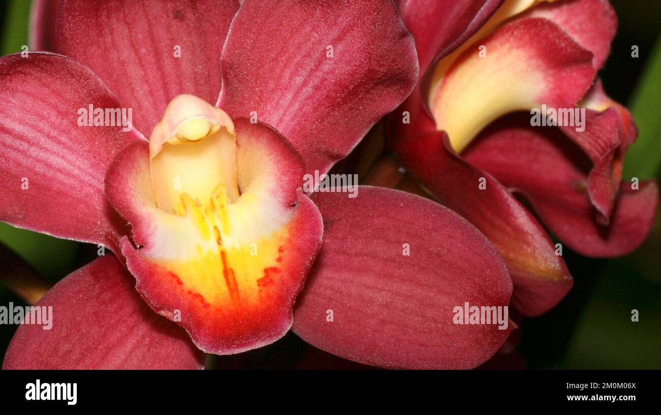 Tropical Orchid, Orchidaceae, Amazonia, Ecuador, America Stock Photo ...
