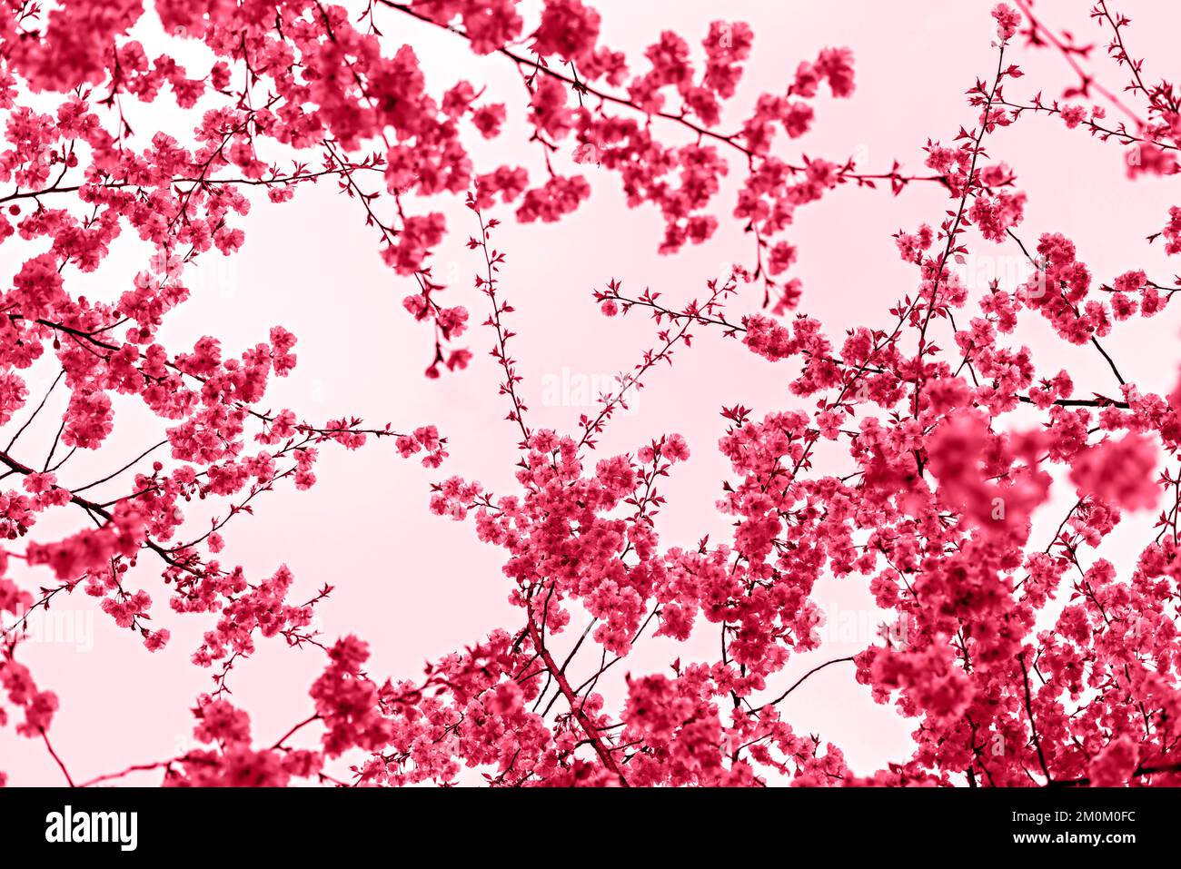 Viva Magenta color of the year 2023 Blooming sakura branches with pink ...