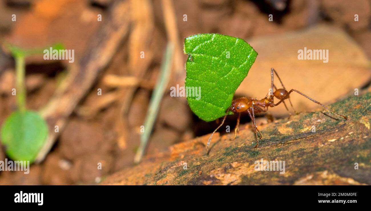 Leafcutter Ant, Tropical Rainforest, Marino Ballena National Park ...