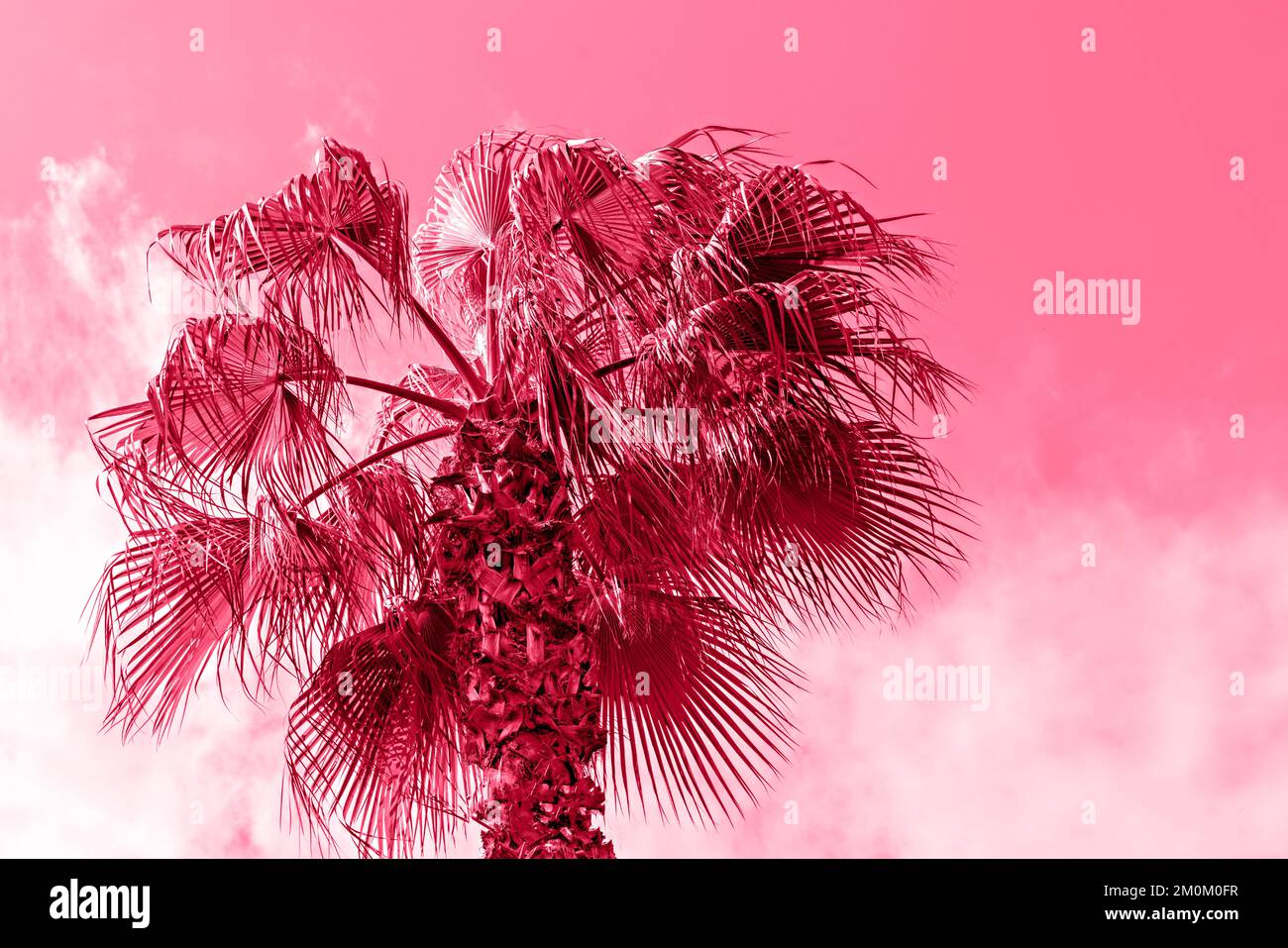 Viva Magenta color of the year 2023 Palm tree on background of bcloudy ...