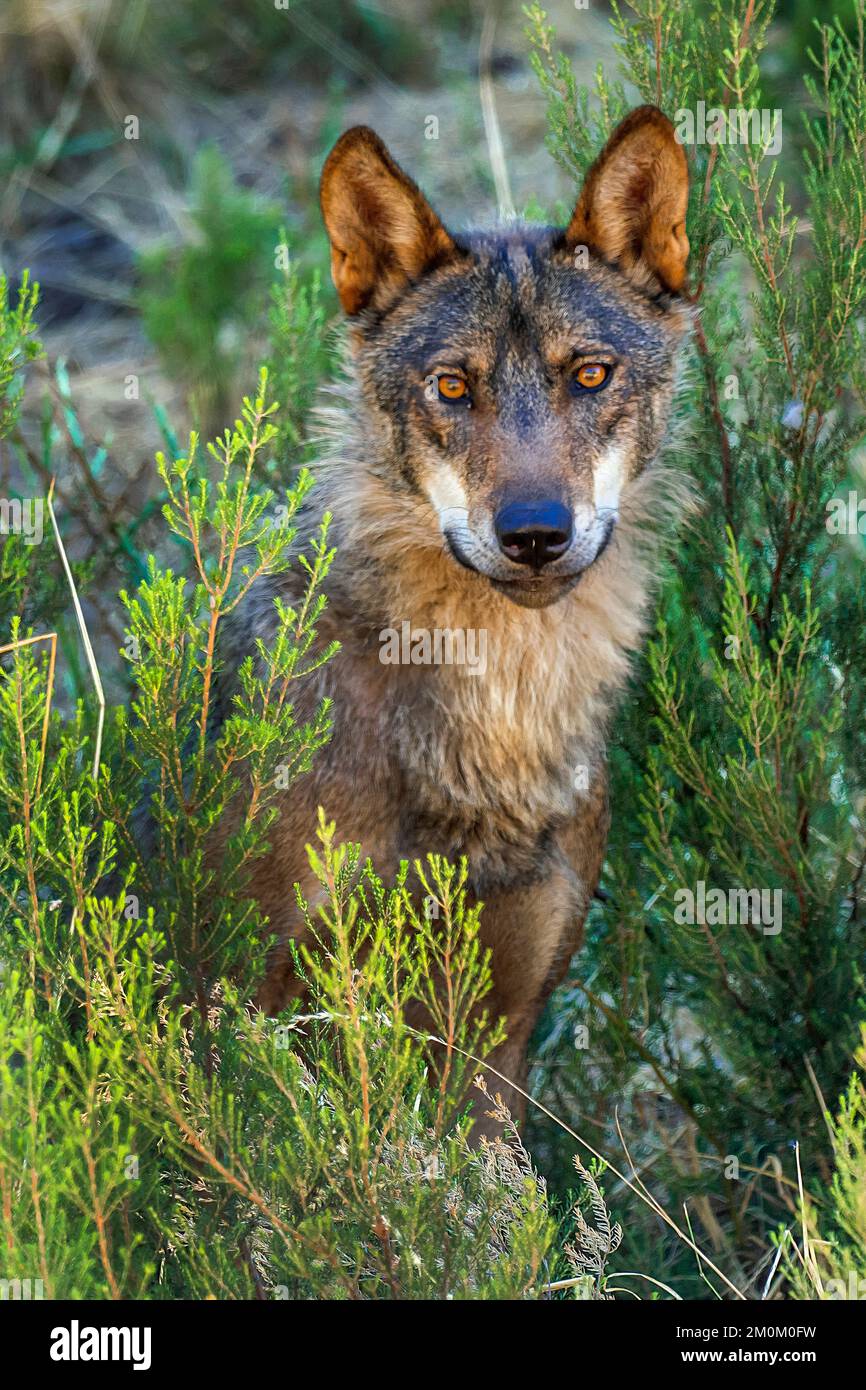 Iberian Wolf, Grey Wolf, Canis lupus signatus, Zamora, Castile and León ...