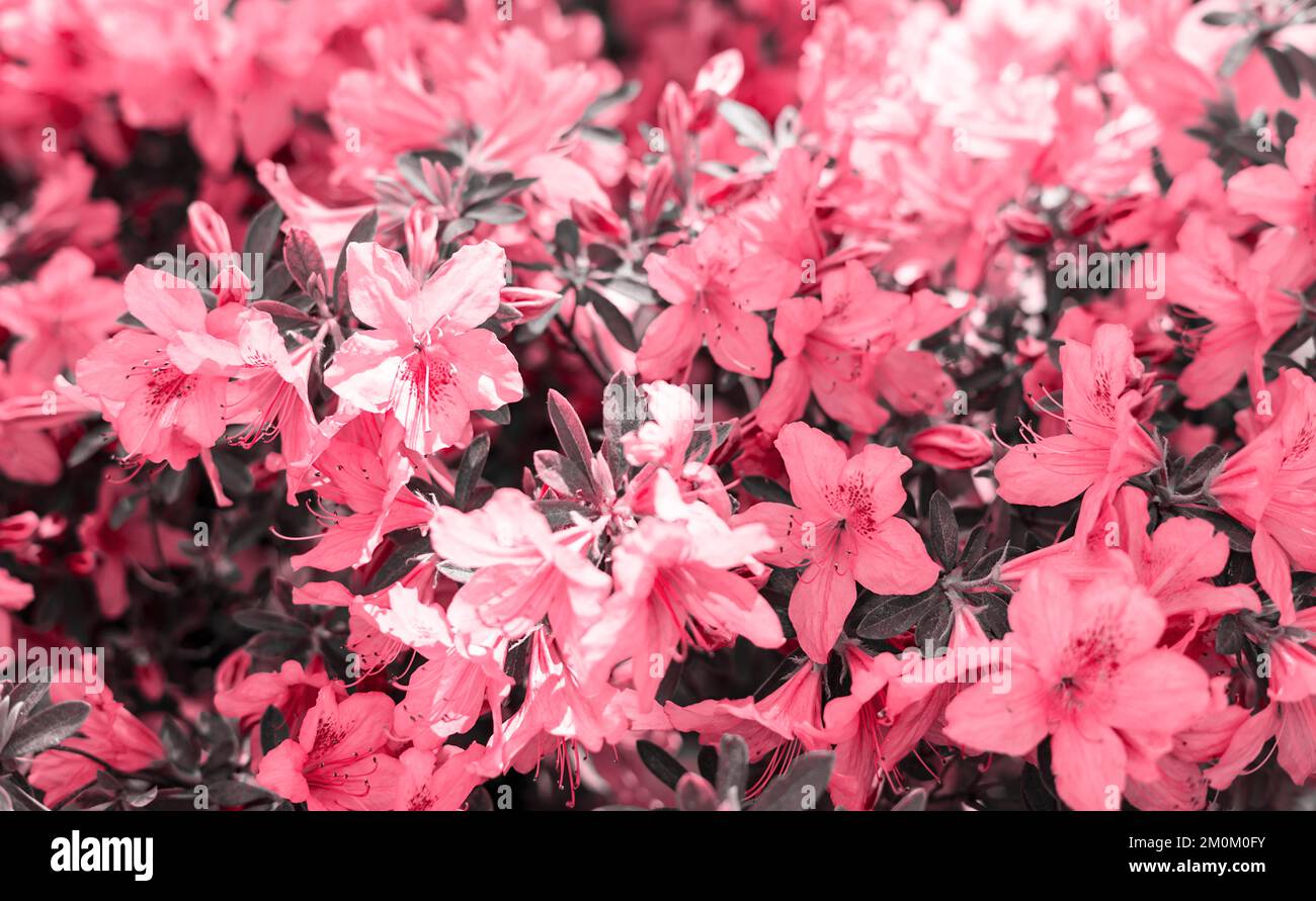 Viva Magenta color of the year 2023 Floral background of pink purple ...