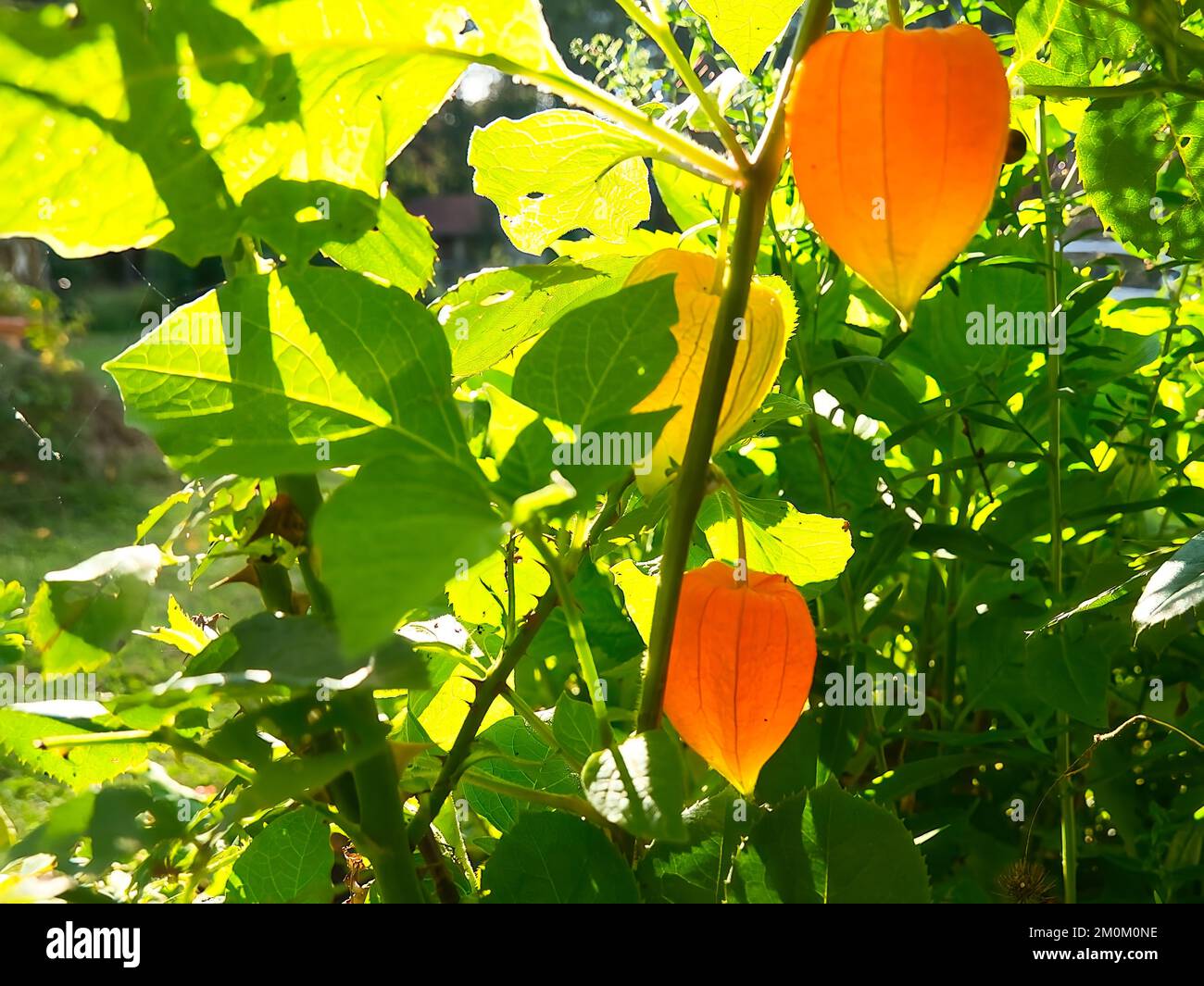 Sun rays shine through bushes of physalis, cape gooseberry. Orange ...