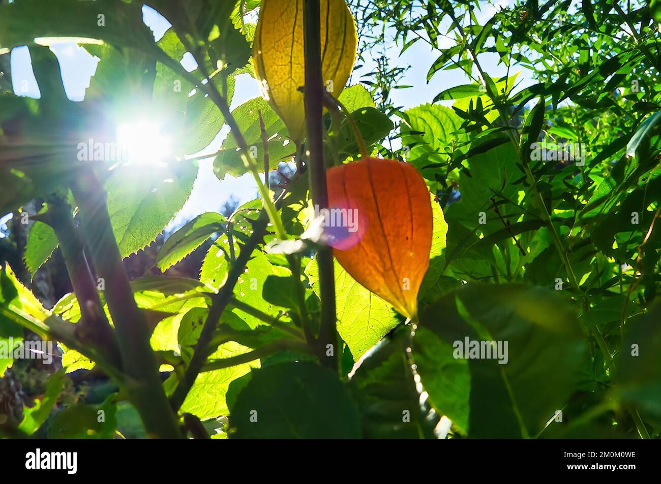 Sun rays shine through bushes of physalis, cape gooseberry. Orange ...