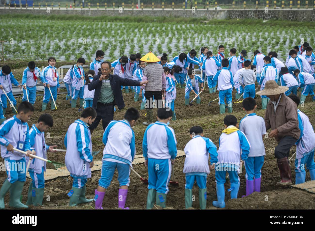 Primary school students learned farm work on a farm in Jiaji Town ...