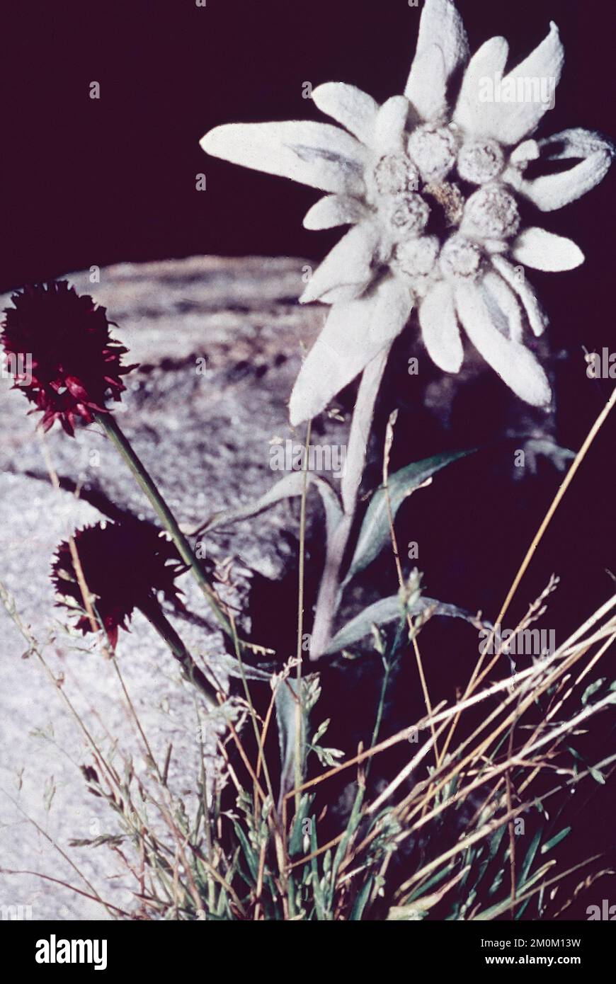 Leontopodium nivale, aka edelweiss, flower, red-tone photo, Austria ...