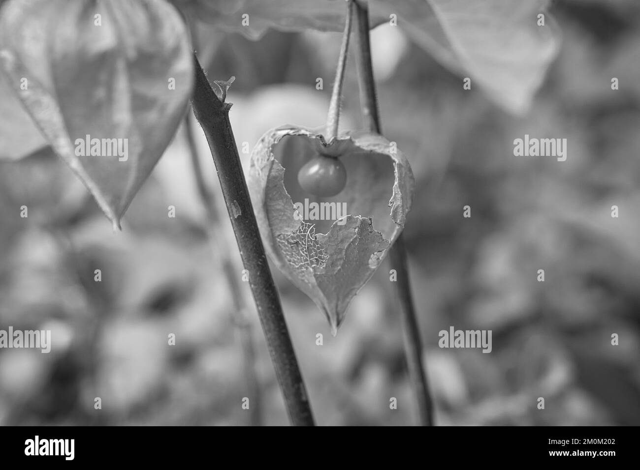 Berry physalis Black and White Stock Photos & Images - Alamy