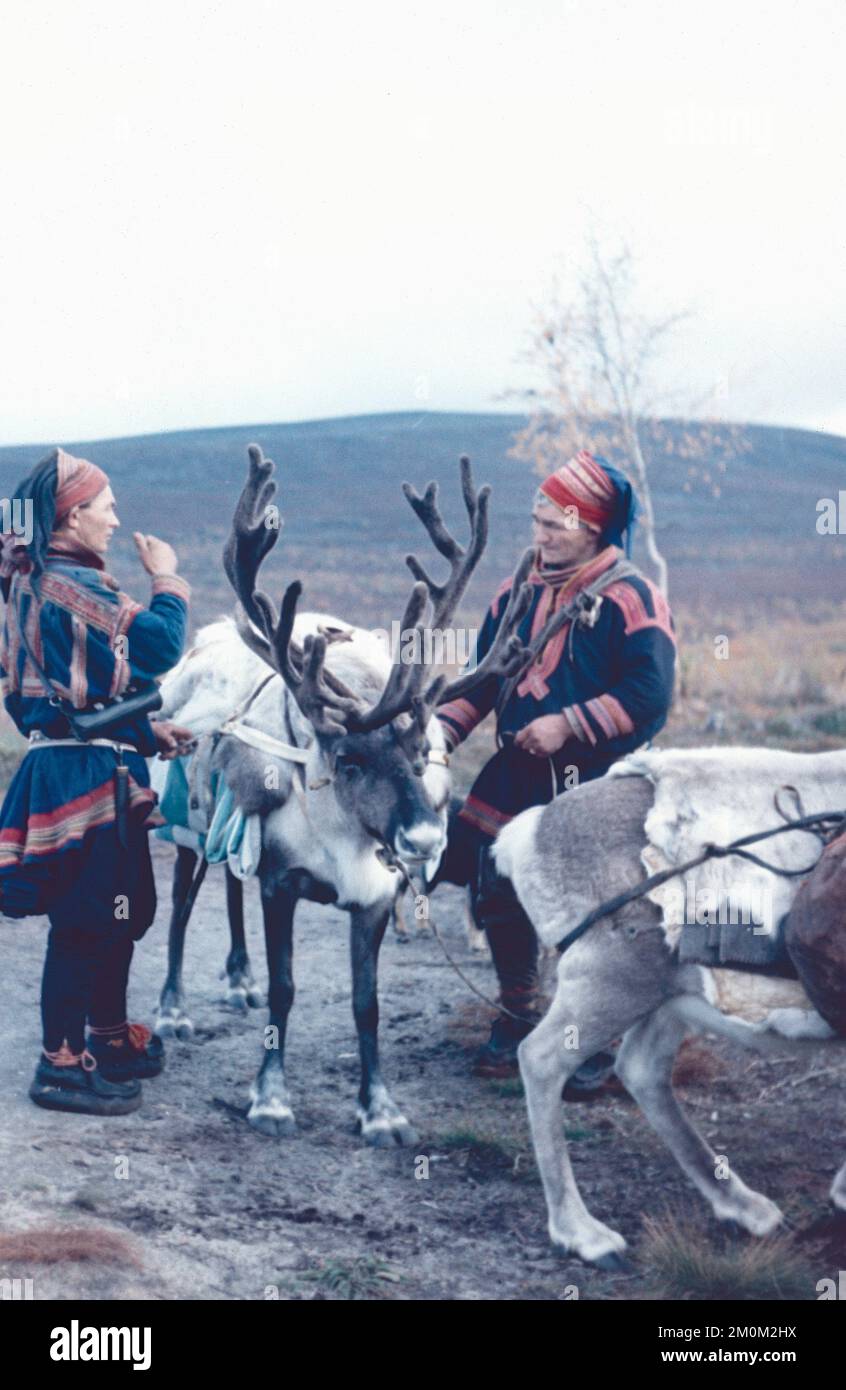 Lapp women with reindeer, Sweden 1960s Stock Photo - Alamy
