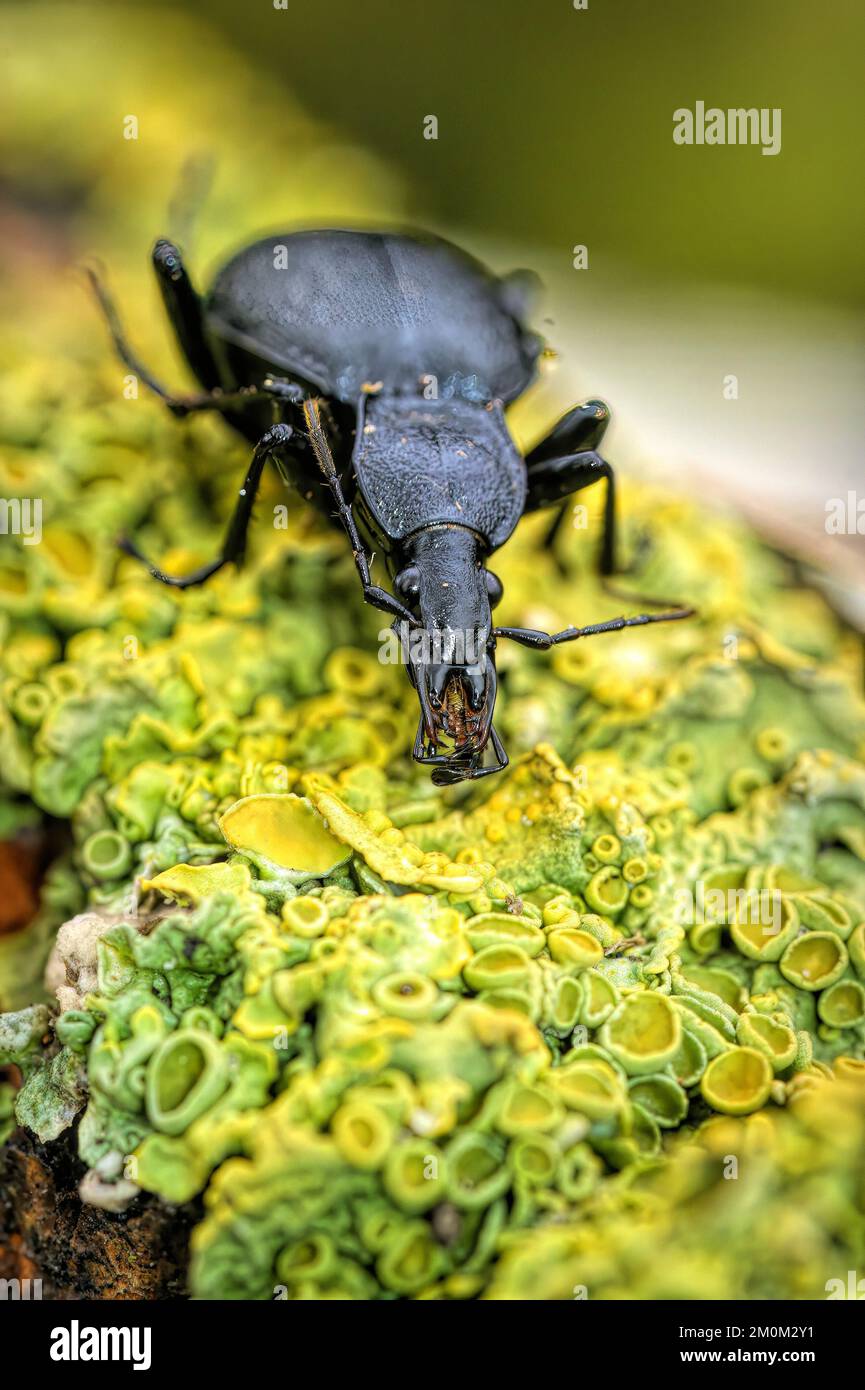 A macro shot of rare snail-eating beetle (cychrus caraboides Stock ...
