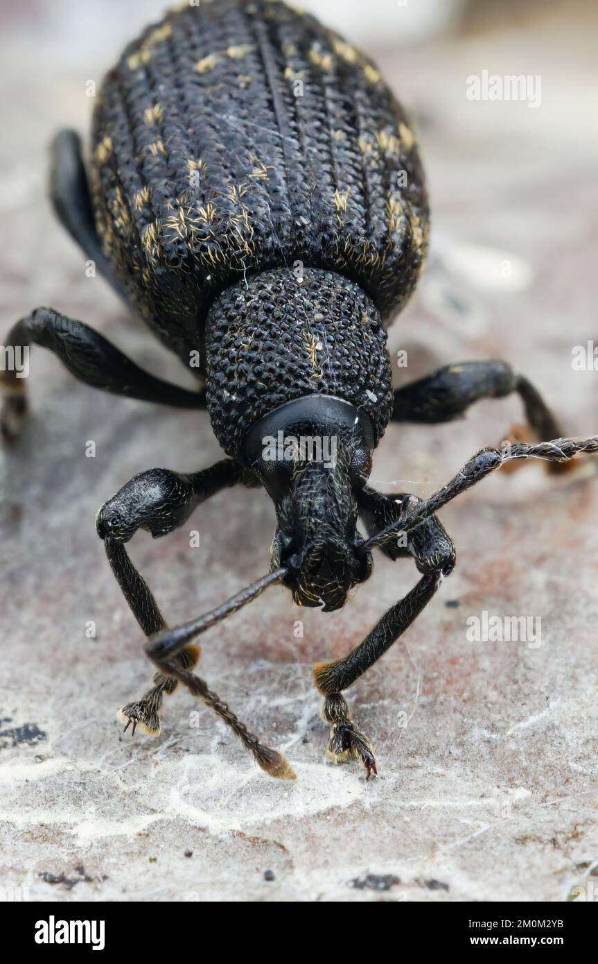 A macro shot of black vine weevil (otiorhynchus sulcatus Stock Photo ...