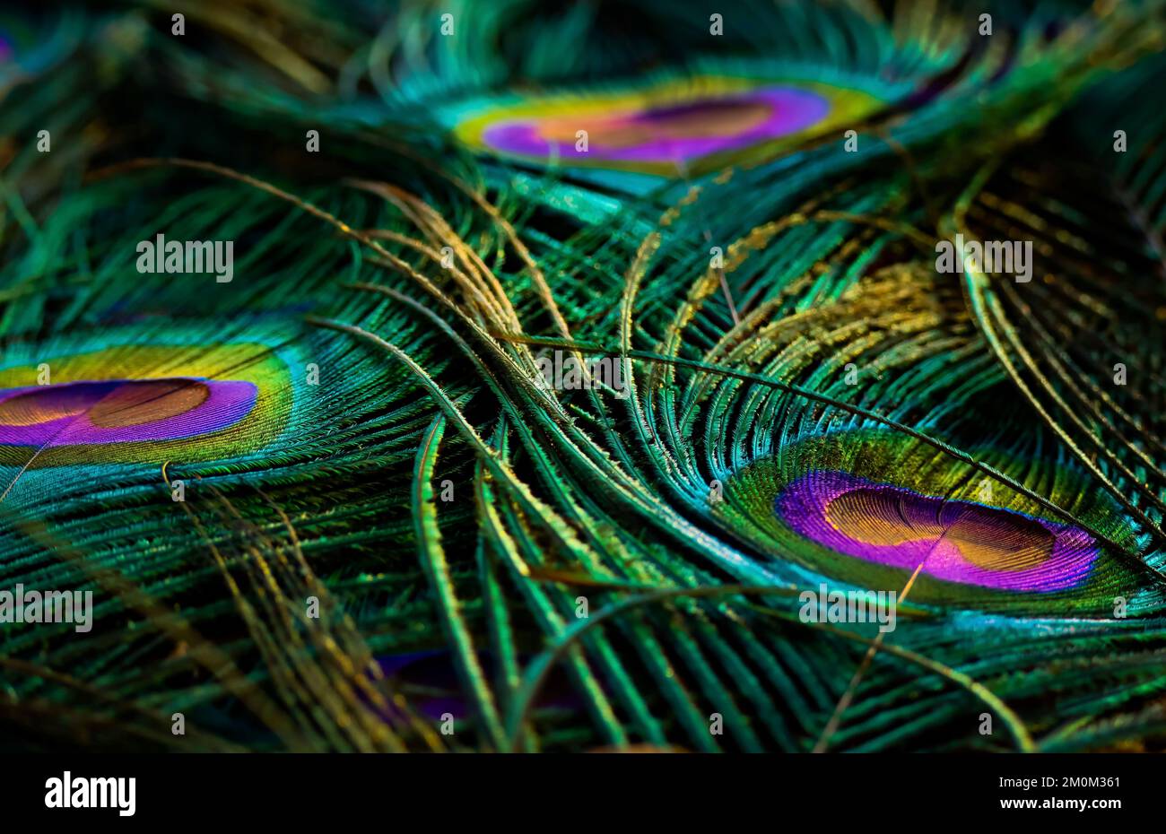 Bright, shiny, peacock feather closeup. peacock feather natural ...