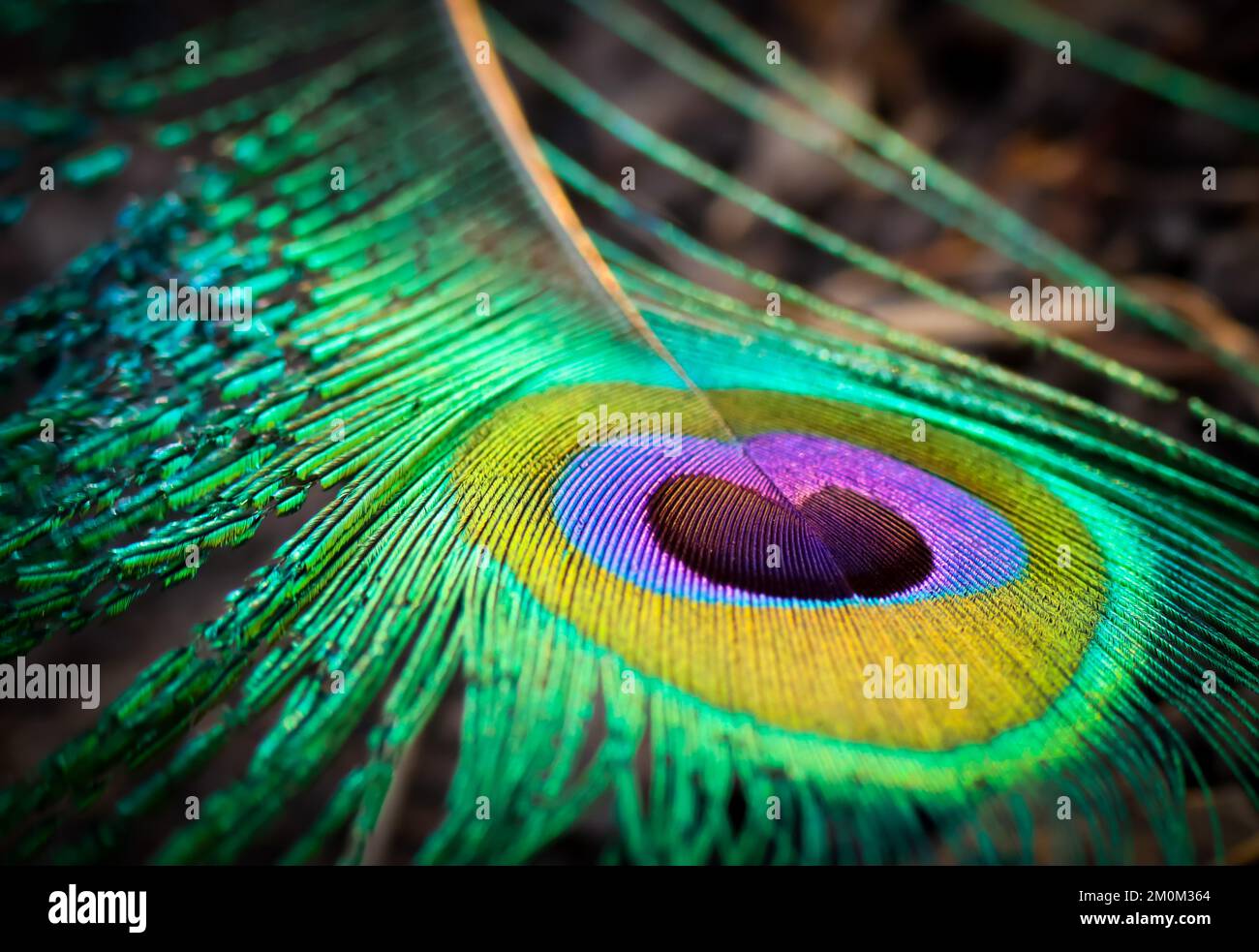 Bright, shiny, peacock feather closeup. peacock feather natural ...