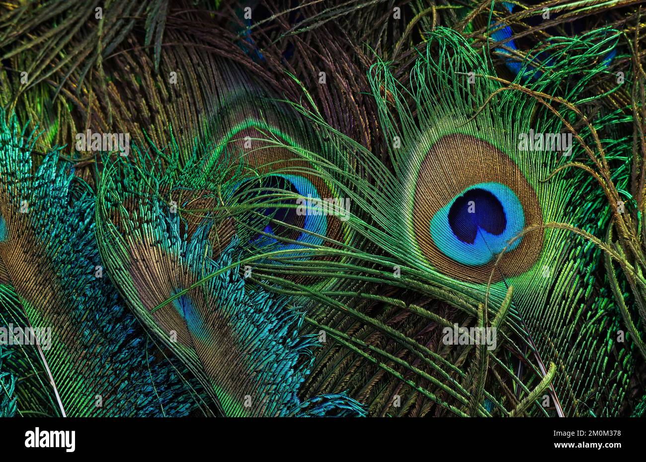 Bright, peacock feathers closeup. Feathers isolated Stock Photo - Alamy