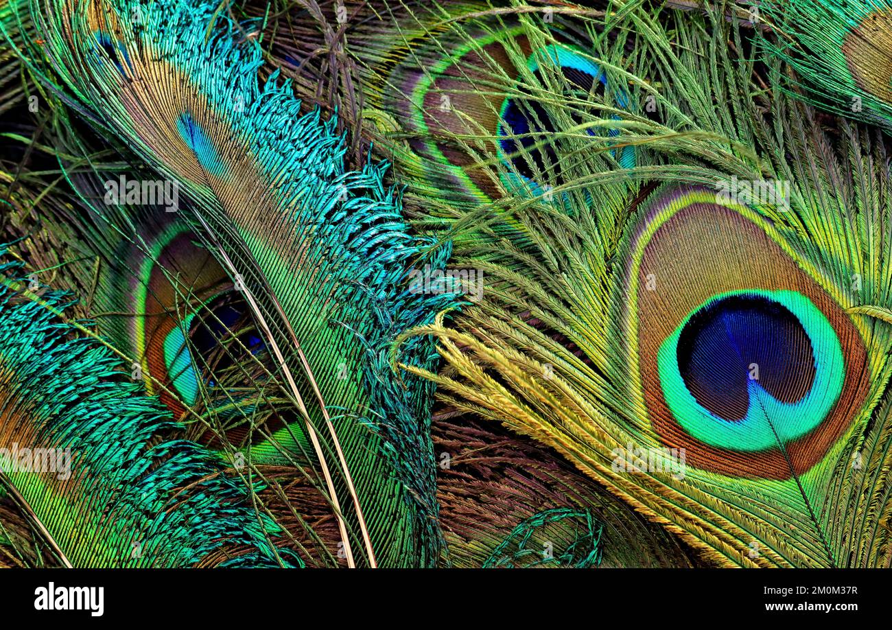 Feathers fluffy tropical bird hi-res stock photography and images - Alamy