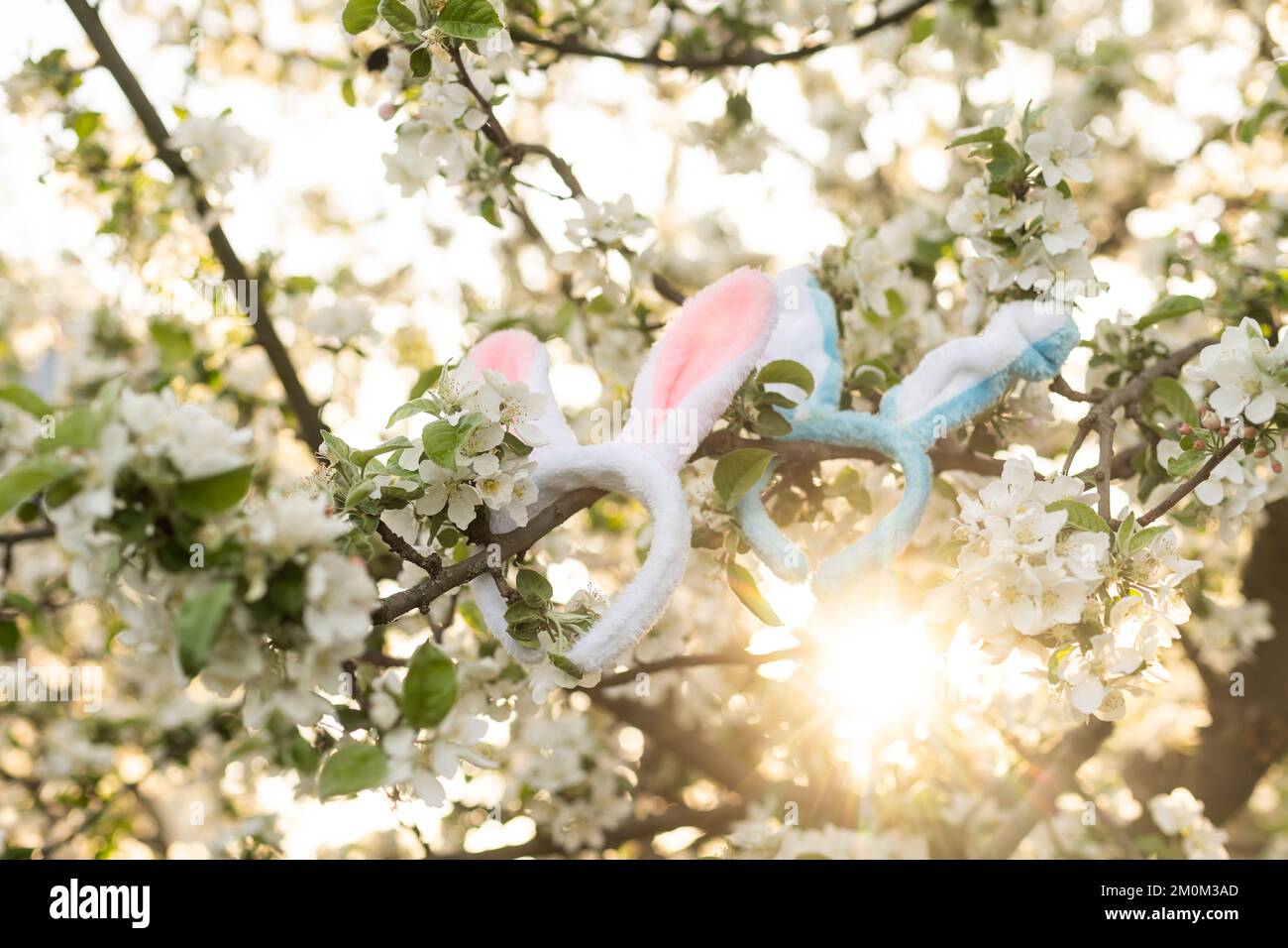 rabbit ears on flowering trees, Easter Stock Photo - Alamy