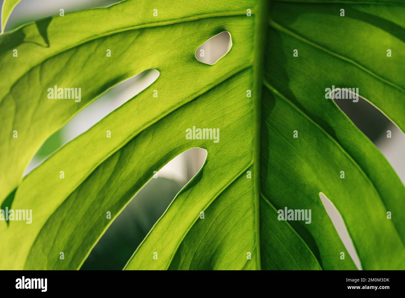 Monstera leaf close-up under sunlight Stock Photo - Alamy