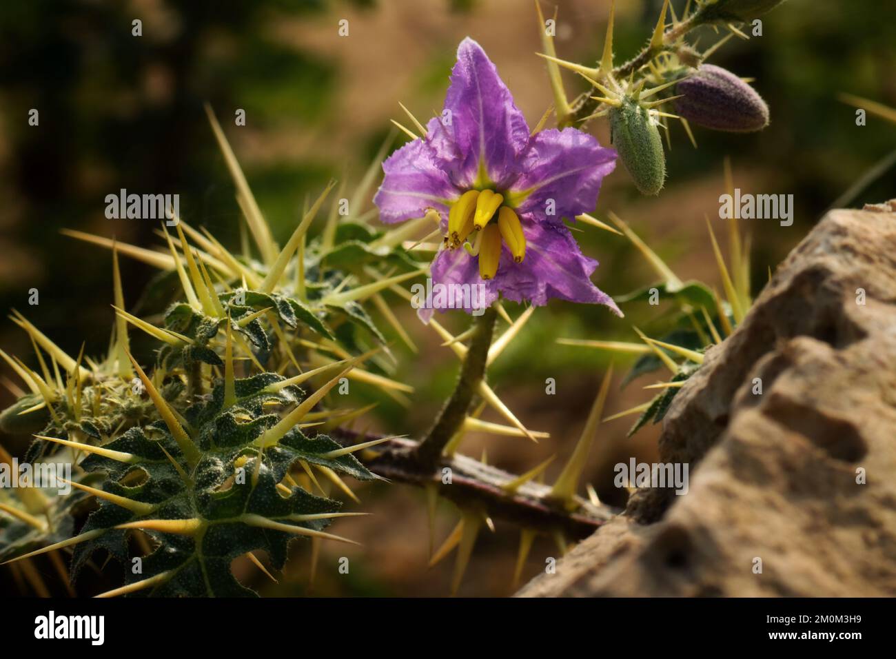 Solanum virginianum, Surattense nightshade, Yellow fruit nightshade ...
