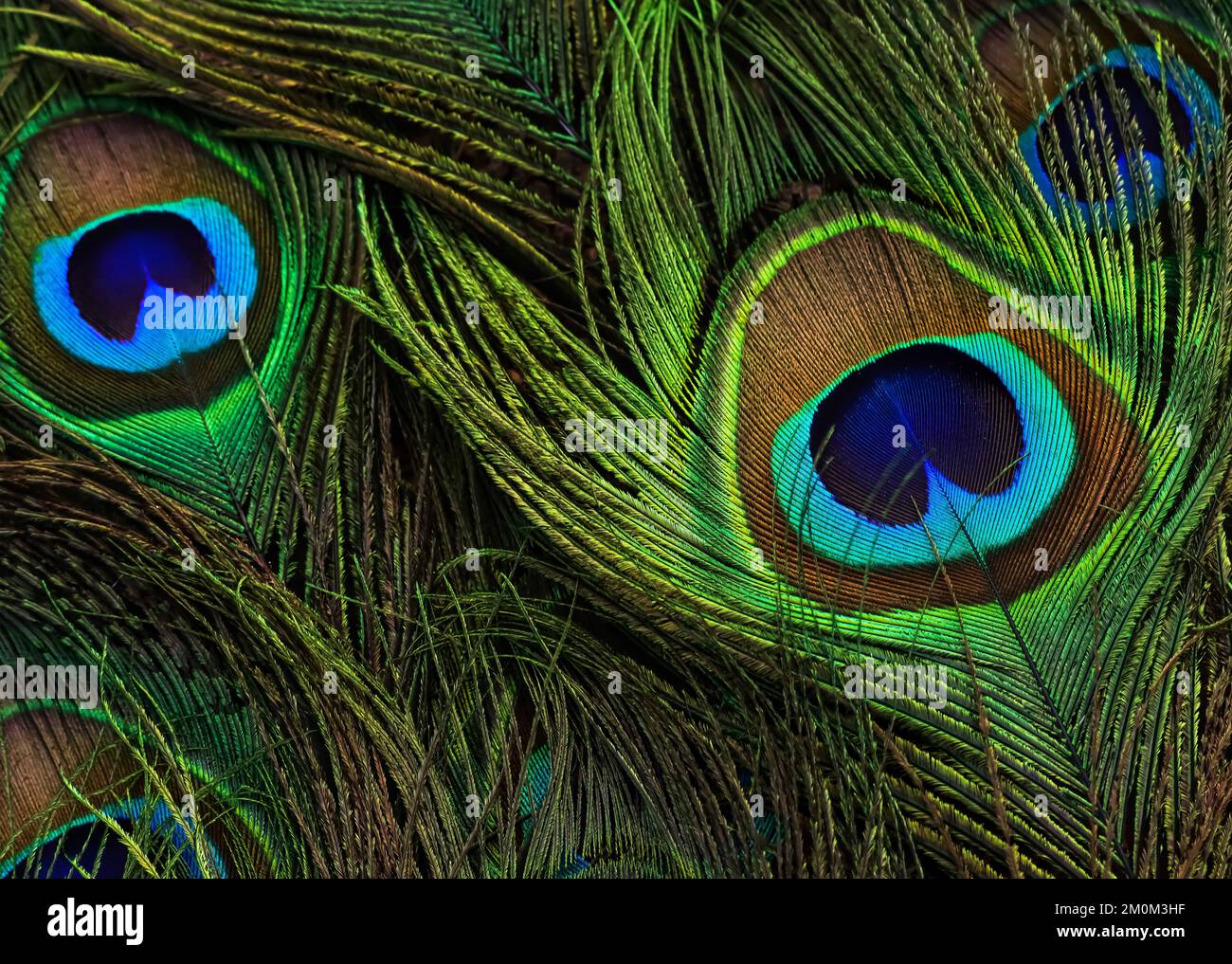 Dark blue feathers hi-res stock photography and images - Alamy