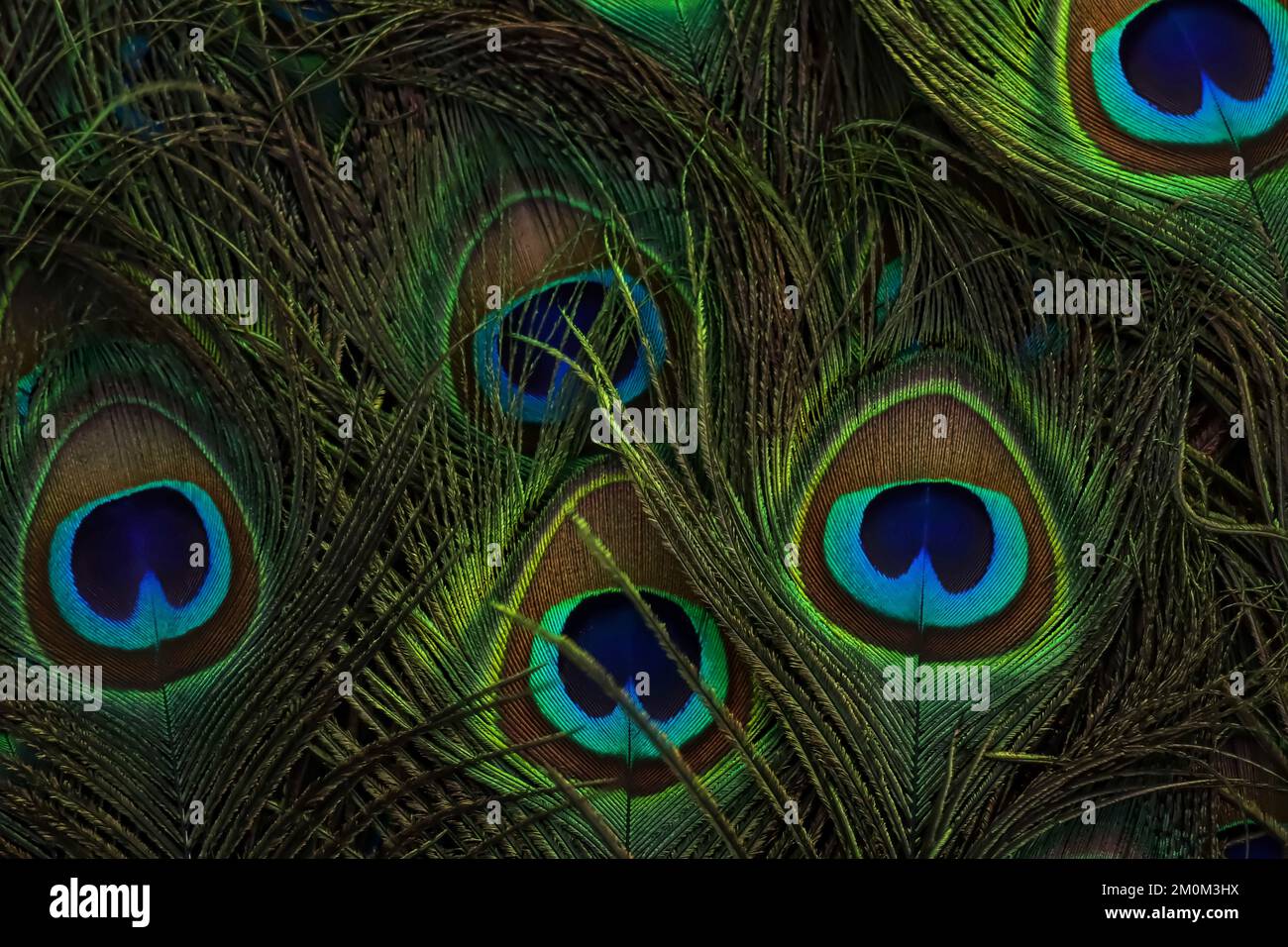 Beautiful, dark, peacock feathers closeup. feathers isolated Stock ...