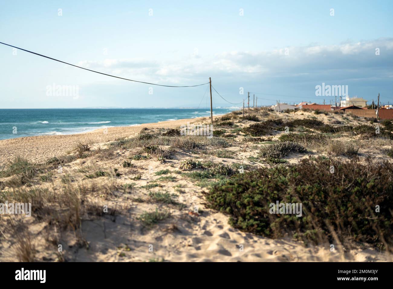 Landscape of dunes with fragrant flora at Faro beach, coast of Algarve ...