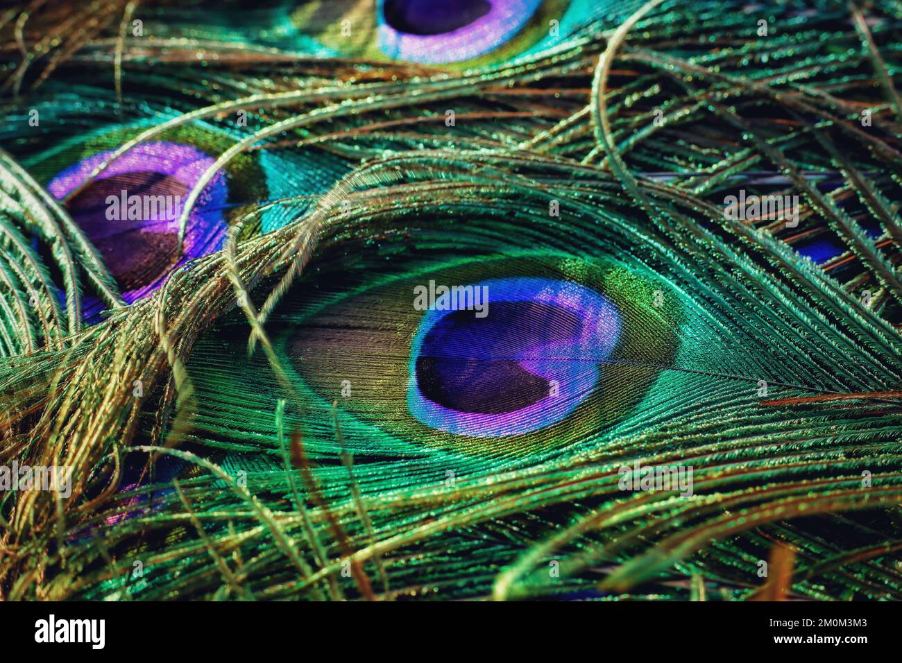 Bright, shiny, peacock feathers closeup. Feathers isolated Stock Photo ...