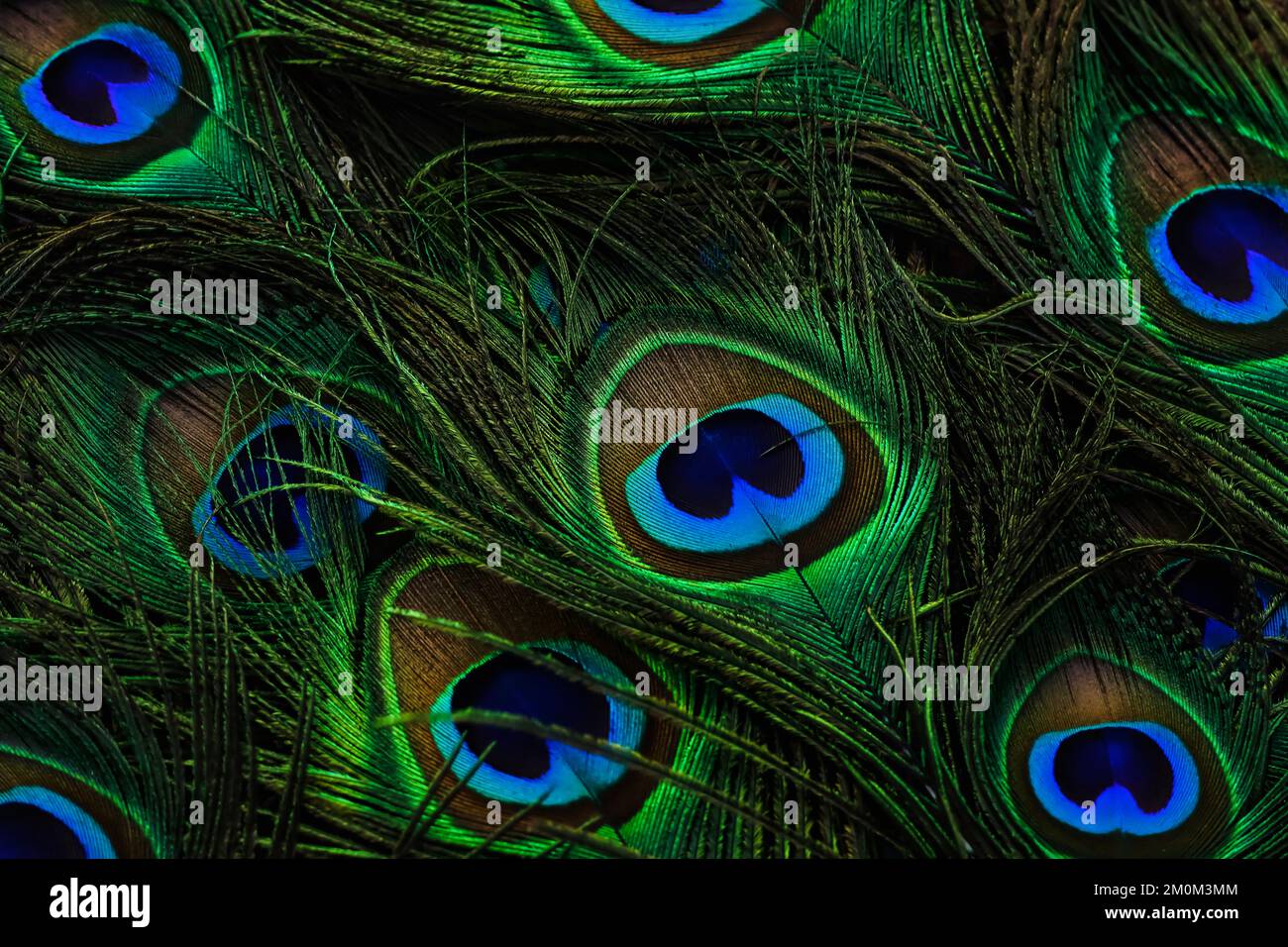 Beautiful, dark, peacock feathers closeup. feathers isolated Stock ...