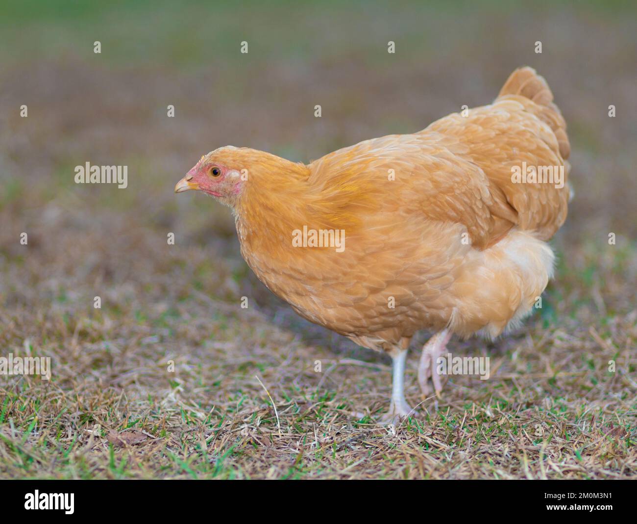 Orange chicken hen hi-res stock photography and images - Alamy