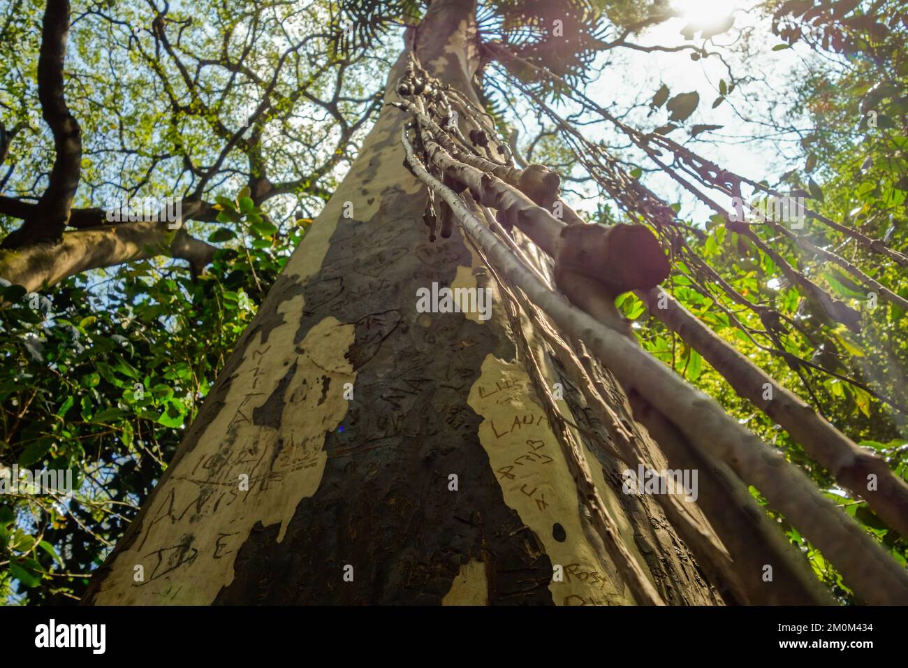 sunlight reflects on tree stem and liana at morning in the forest. low ...