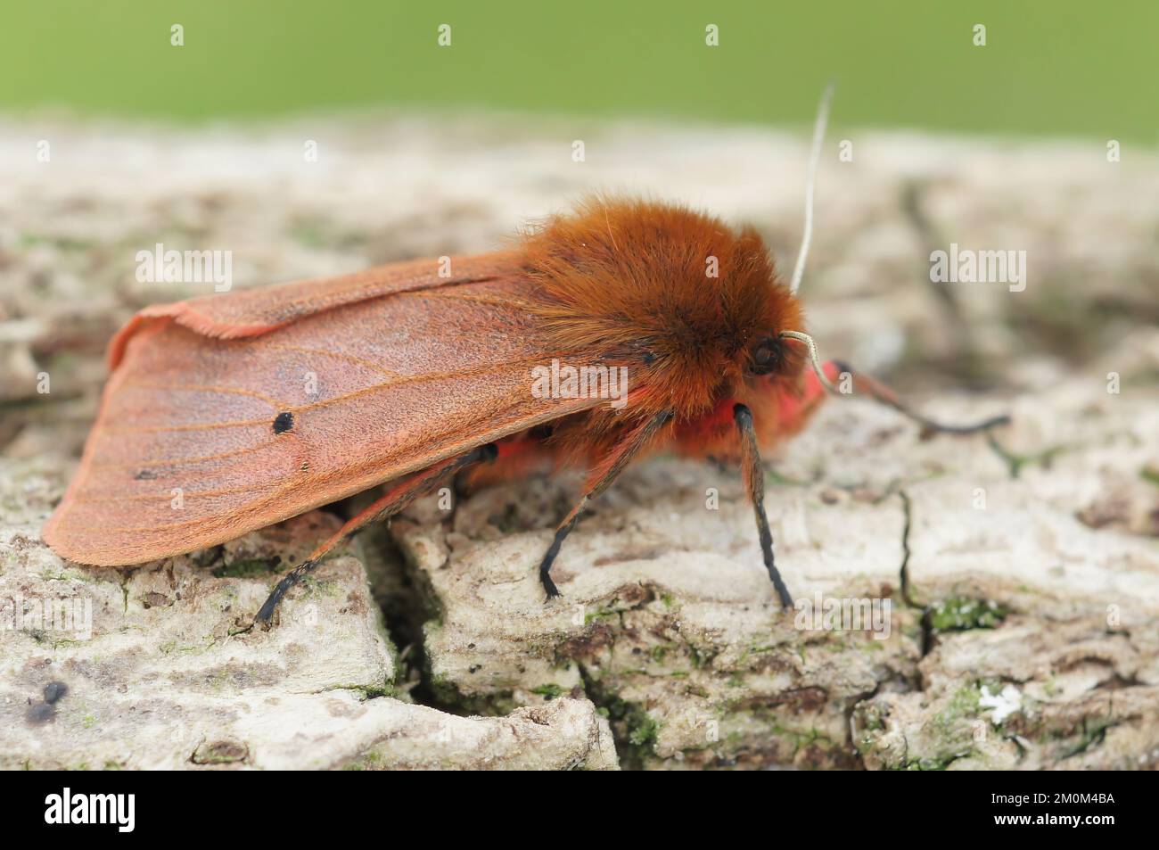 A macro shot of ruby tiger moth (phragmatobia fuliginosa Stock Photo ...