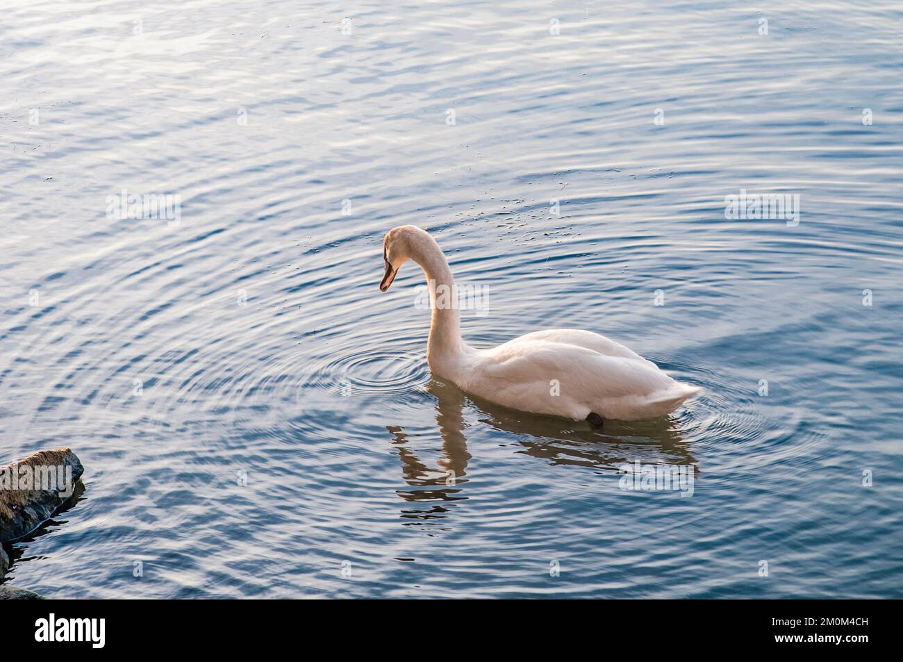 Swan swims in Lake Balaton Photographed at Balatonfoldvar, lake Balaton ...
