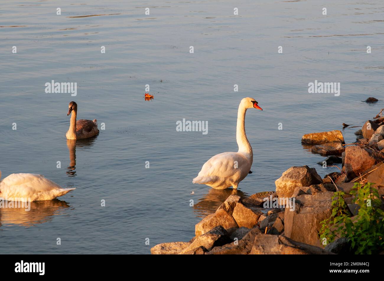 Swan swims in Lake Balaton Photographed at Balatonfoldvar, lake Balaton ...
