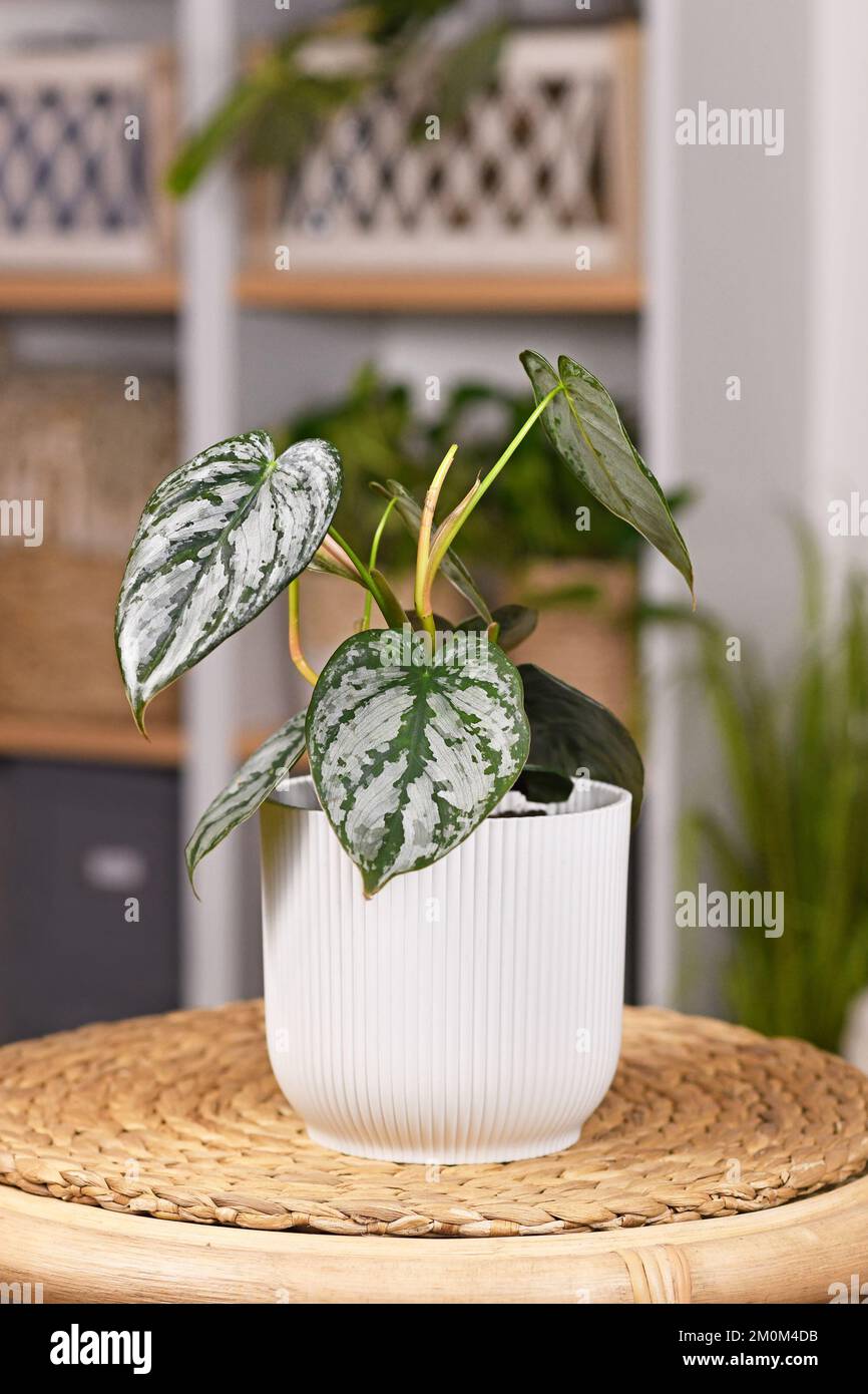 Small exotic 'Philodendron Brandtianum' houseplant with silver pattern ...