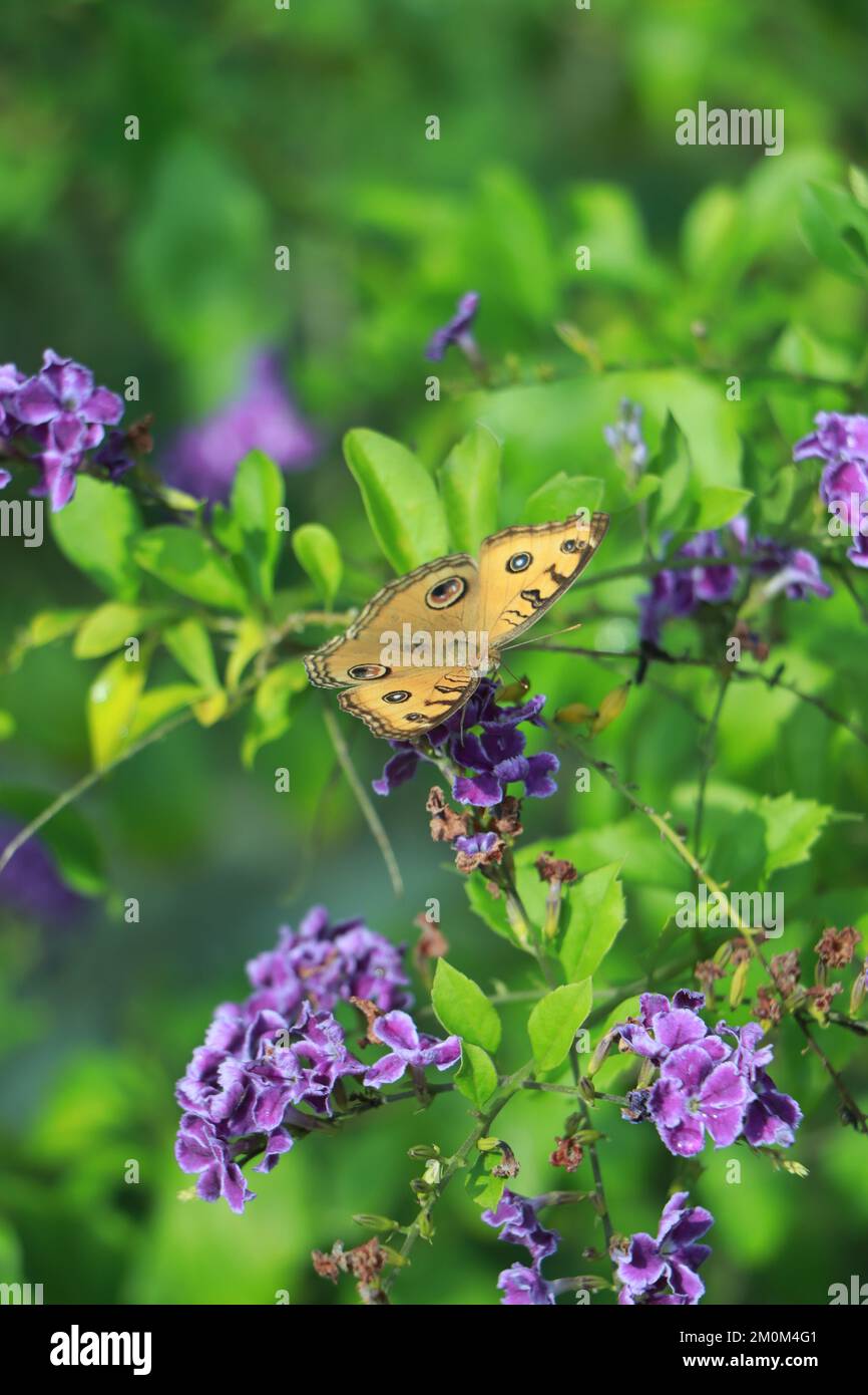 Beautiful Monarch Butterfly Pollinating at flower Stock Photo - Alamy