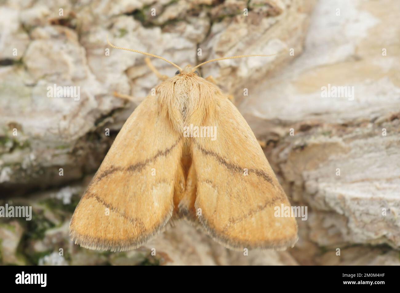 A macro shot of festoon moth (apoda limacodes Stock Photo - Alamy