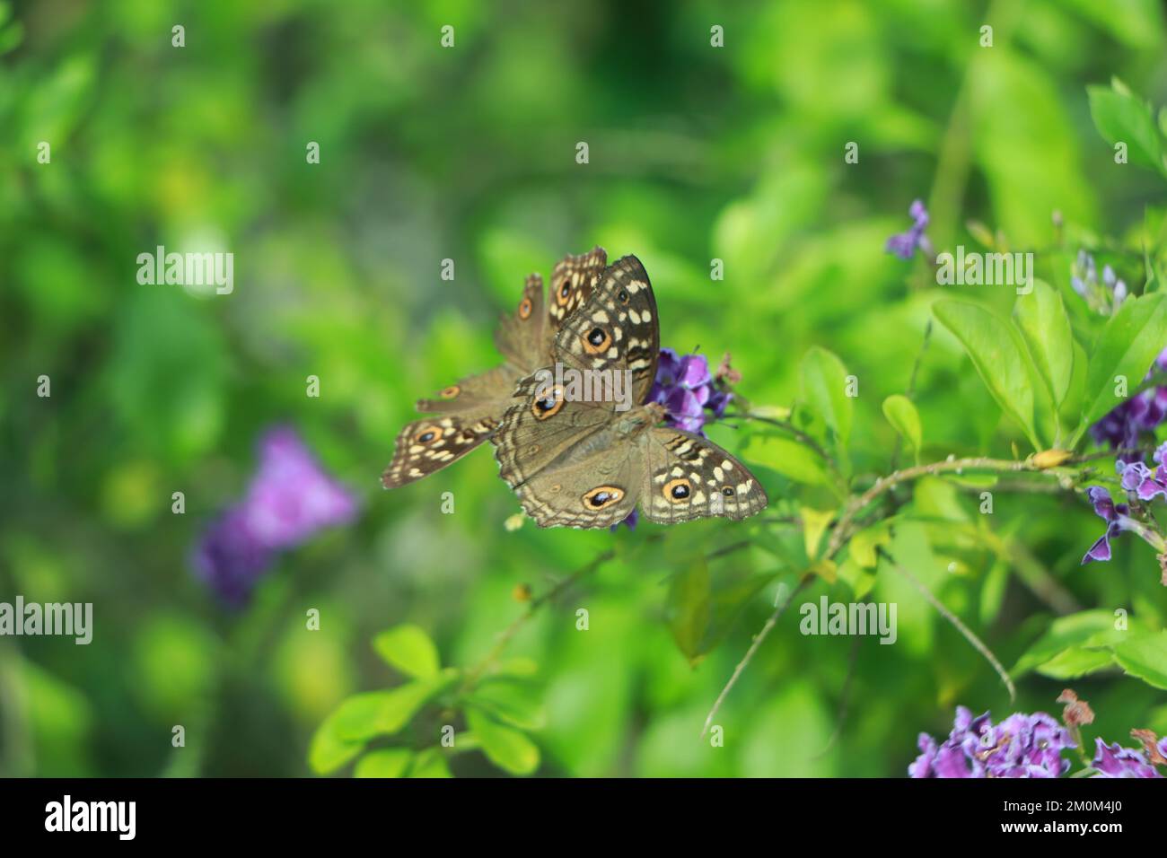 Beautiful Monarch Butterfly Pollinating at flower Stock Photo - Alamy