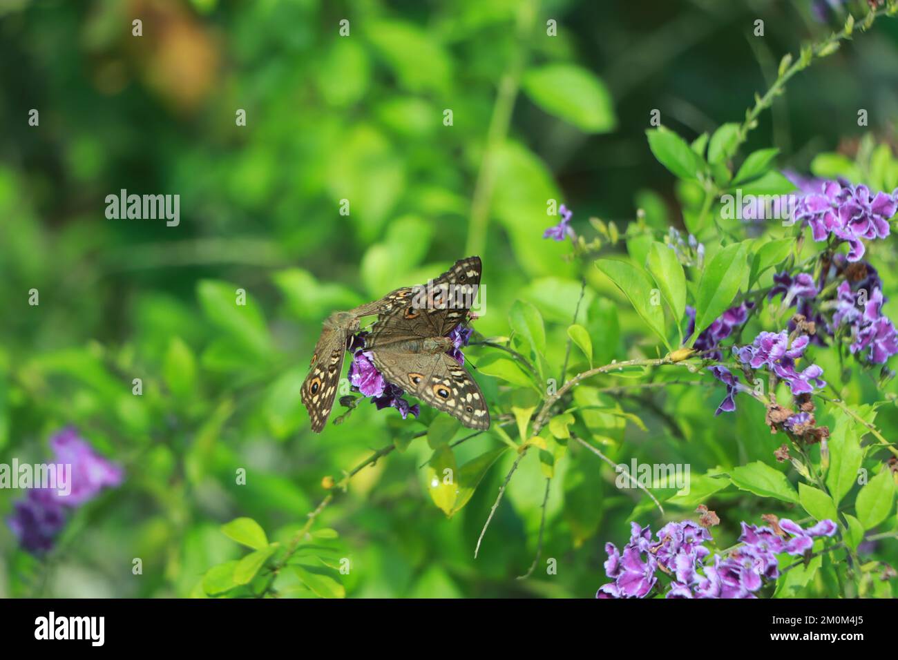 A beautiful orange color butterfly on a leaf Stock Photo - Alamy