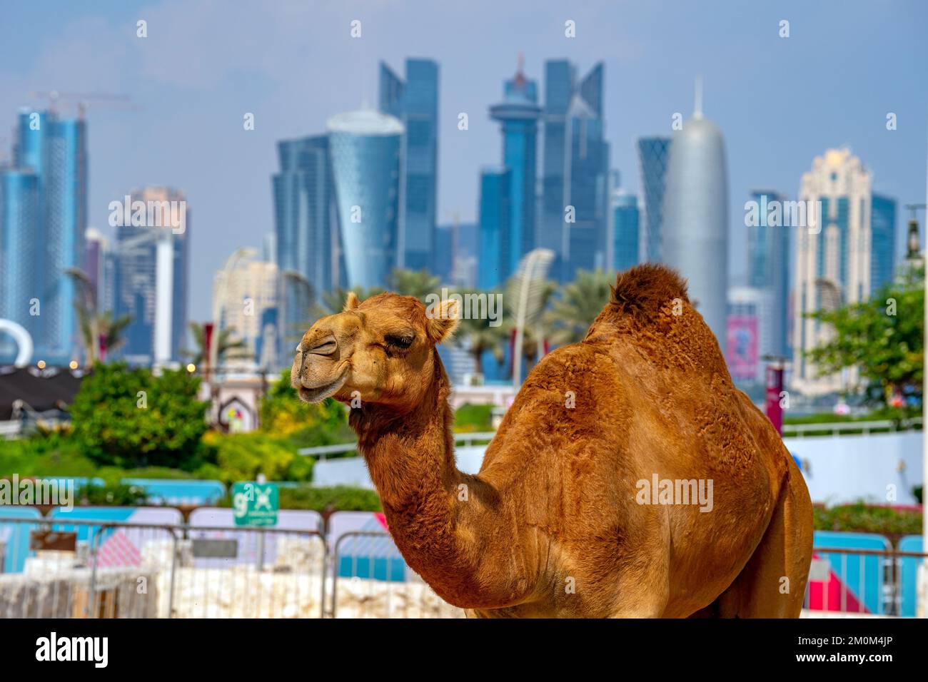 A camel in Souq Waqif in Doha, Qatar, during the FIFA World Cup 2022 ...
