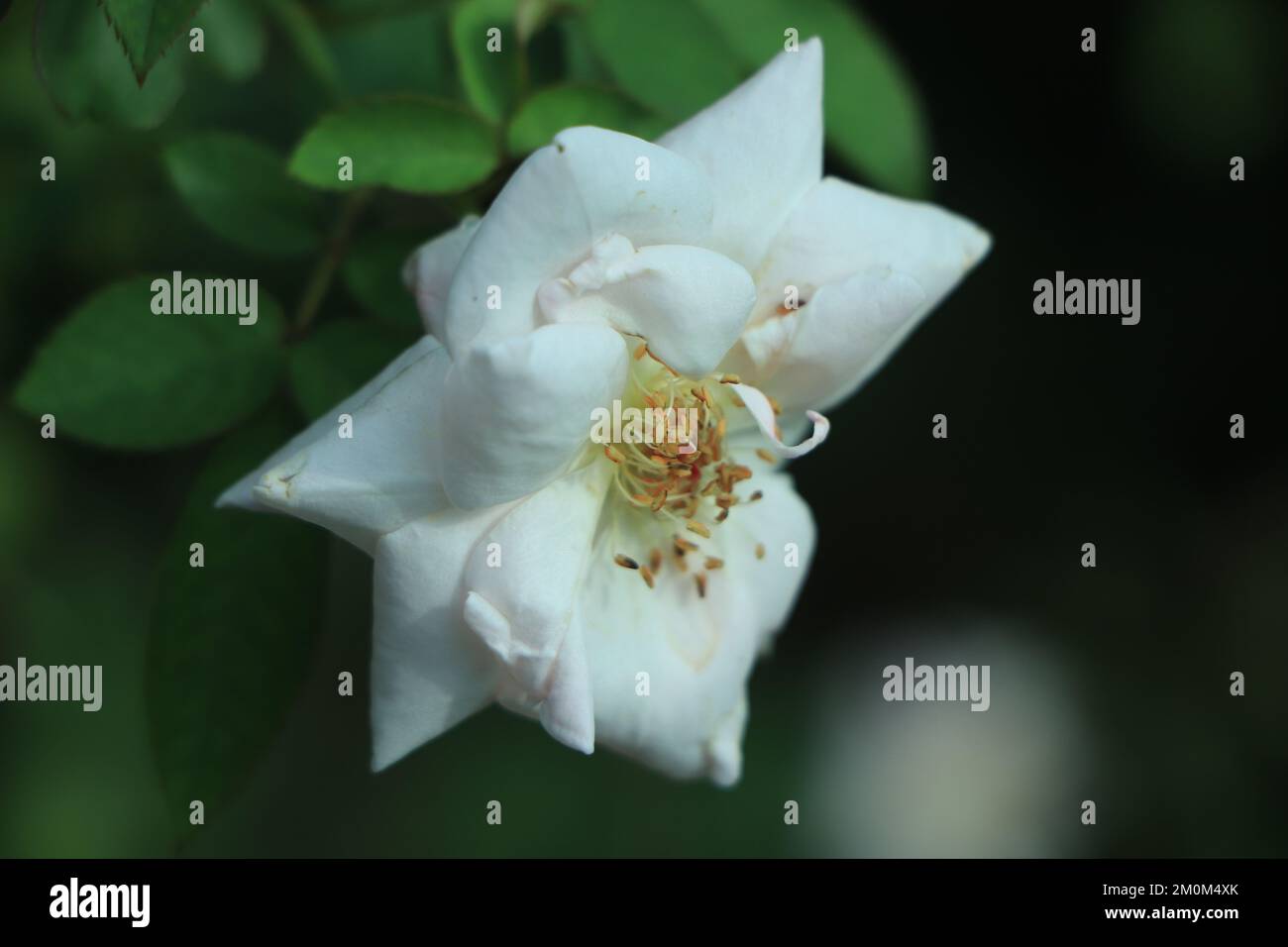 White rose bush close up. Blooming garden plant under sunlight with ...