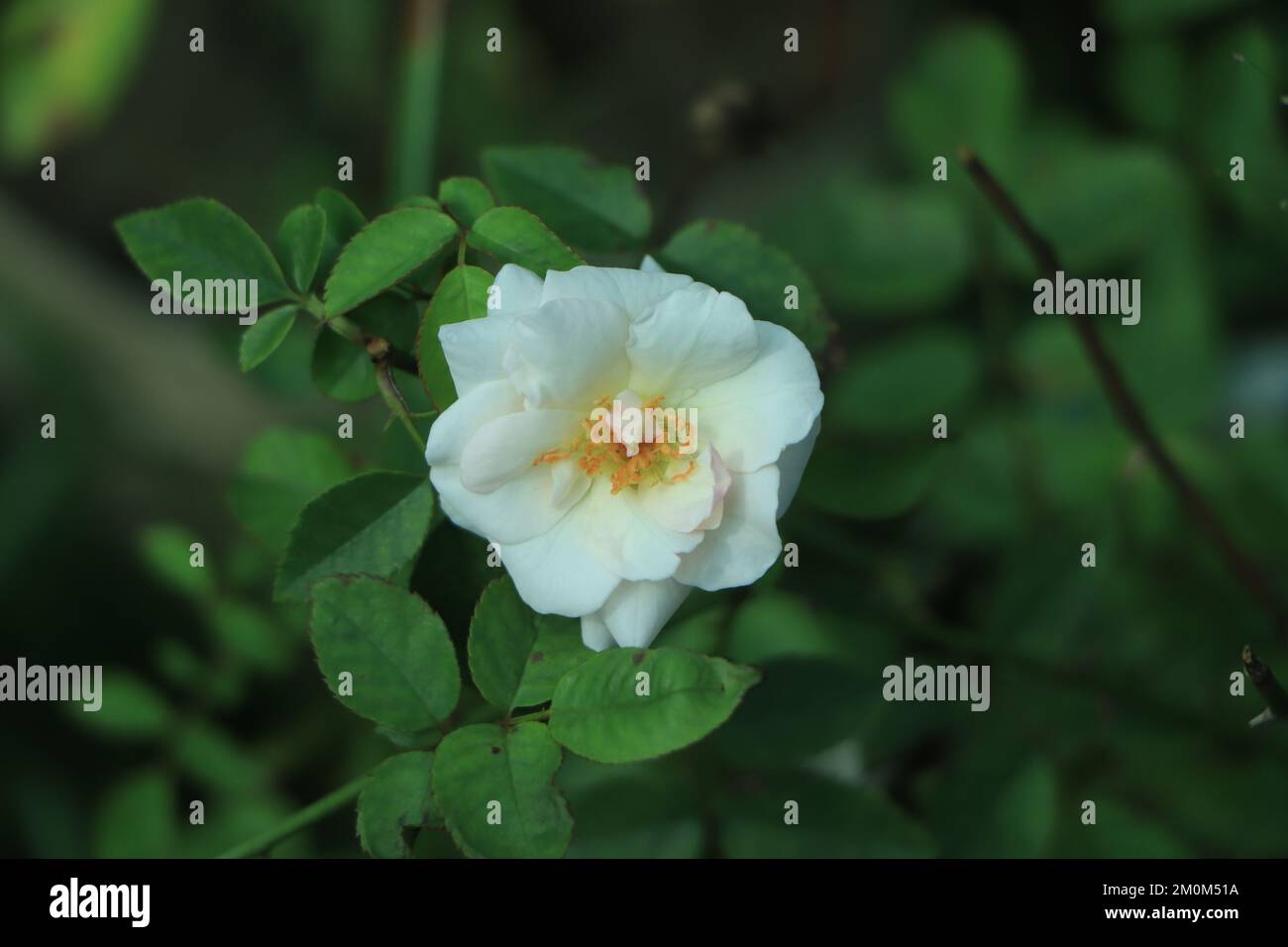 White climbing rose tree hi-res stock photography and images - Alamy